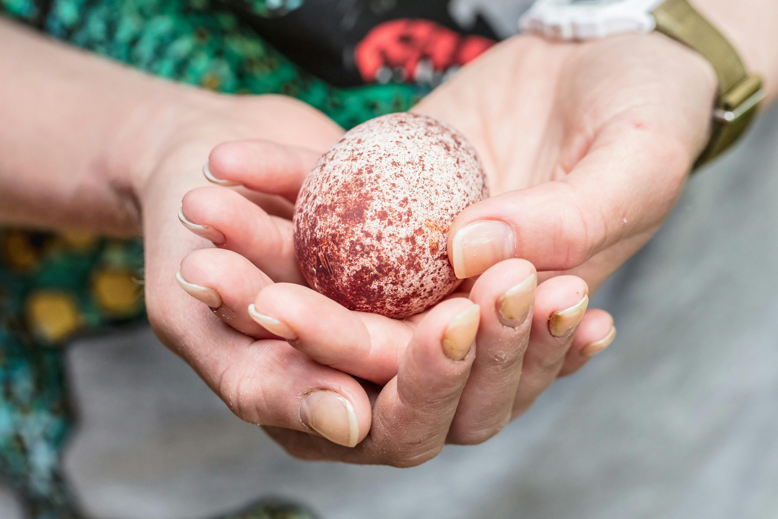 Frieg Egg Photos, Download The BEST Free Frieg Egg Stock Photos & HD Images