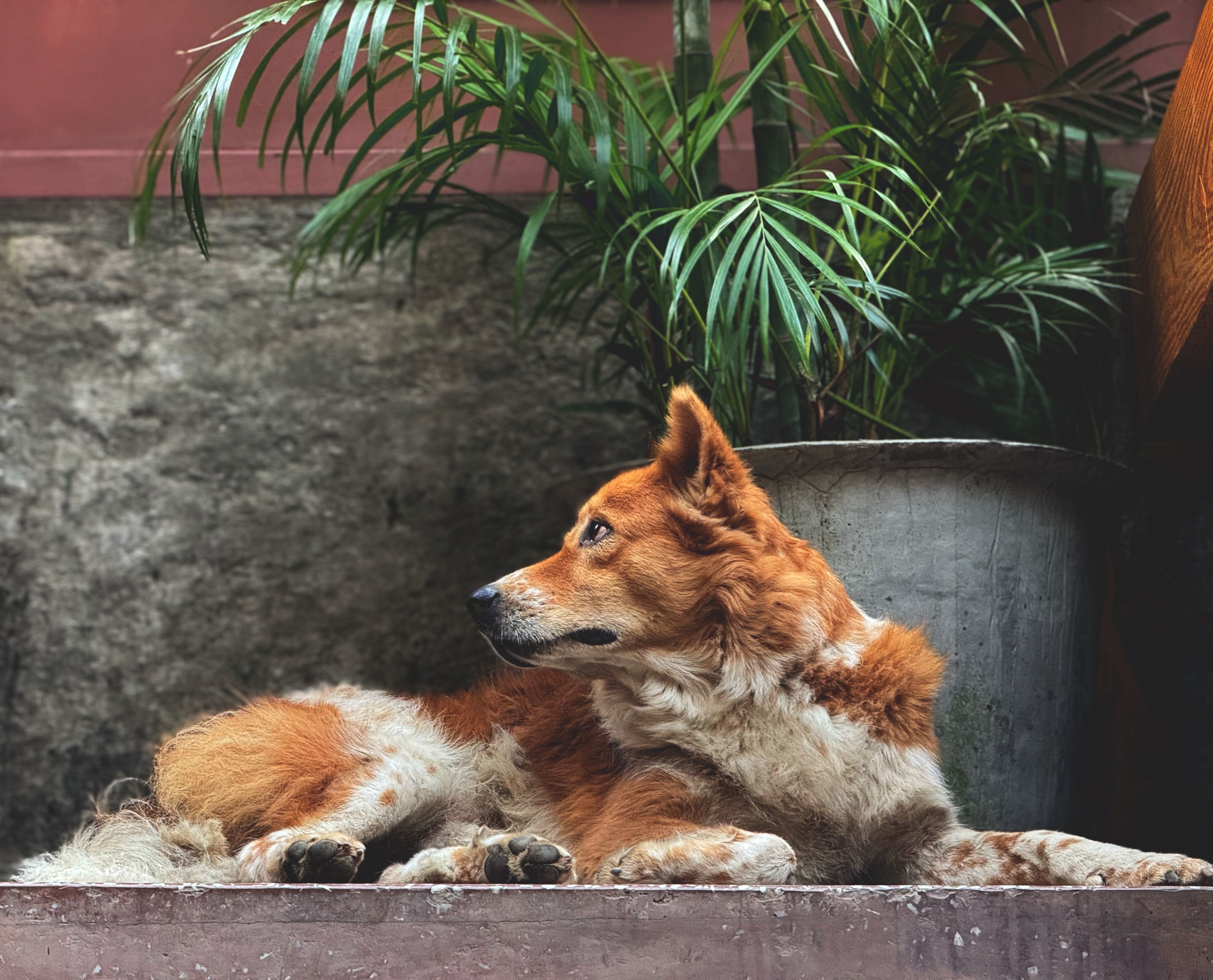 Adorable Dog Relaxing in a Garden Setting · Free Stock Photo