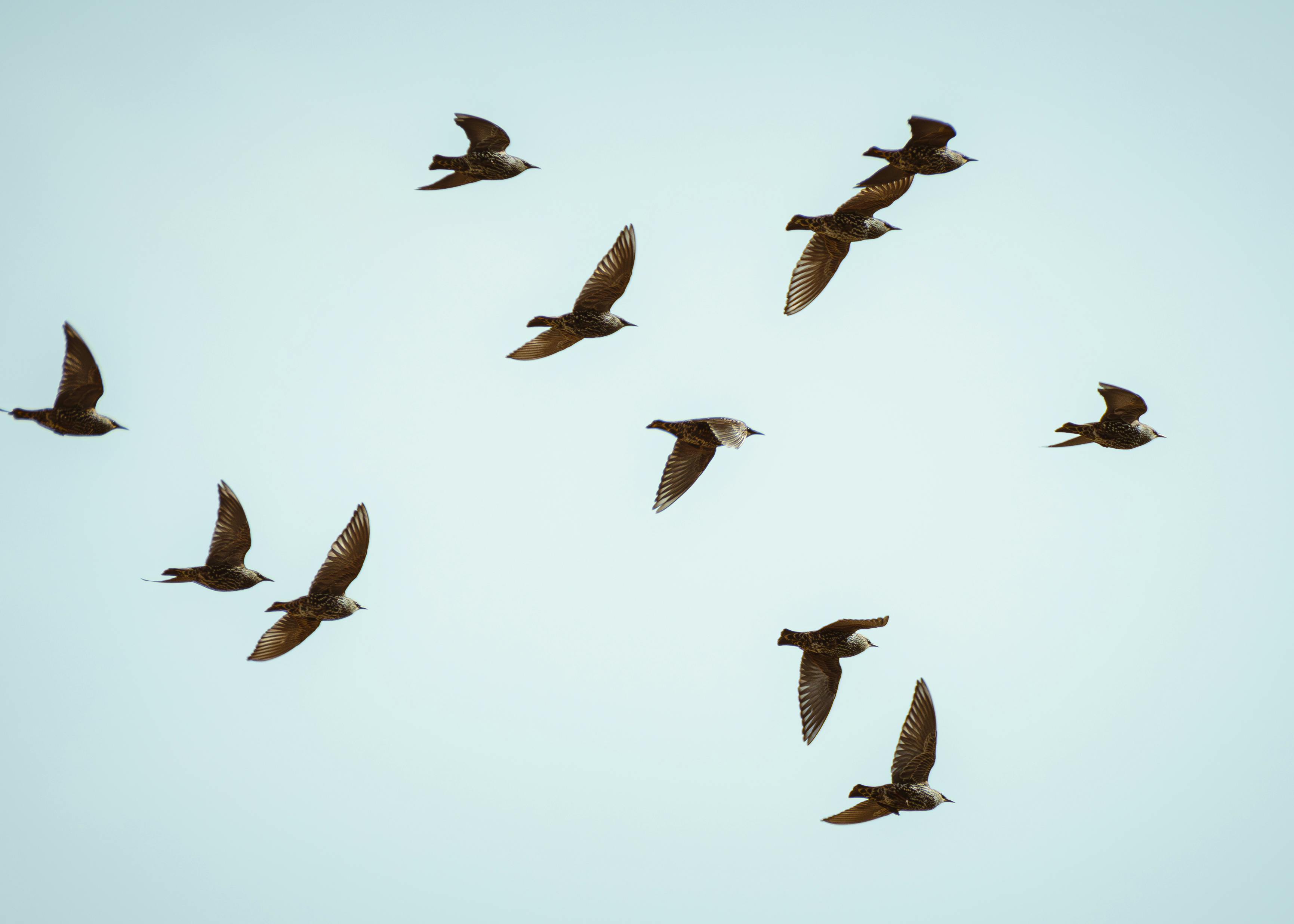 Migrating Flock of Birds in Clear Sky · Free Stock Photo