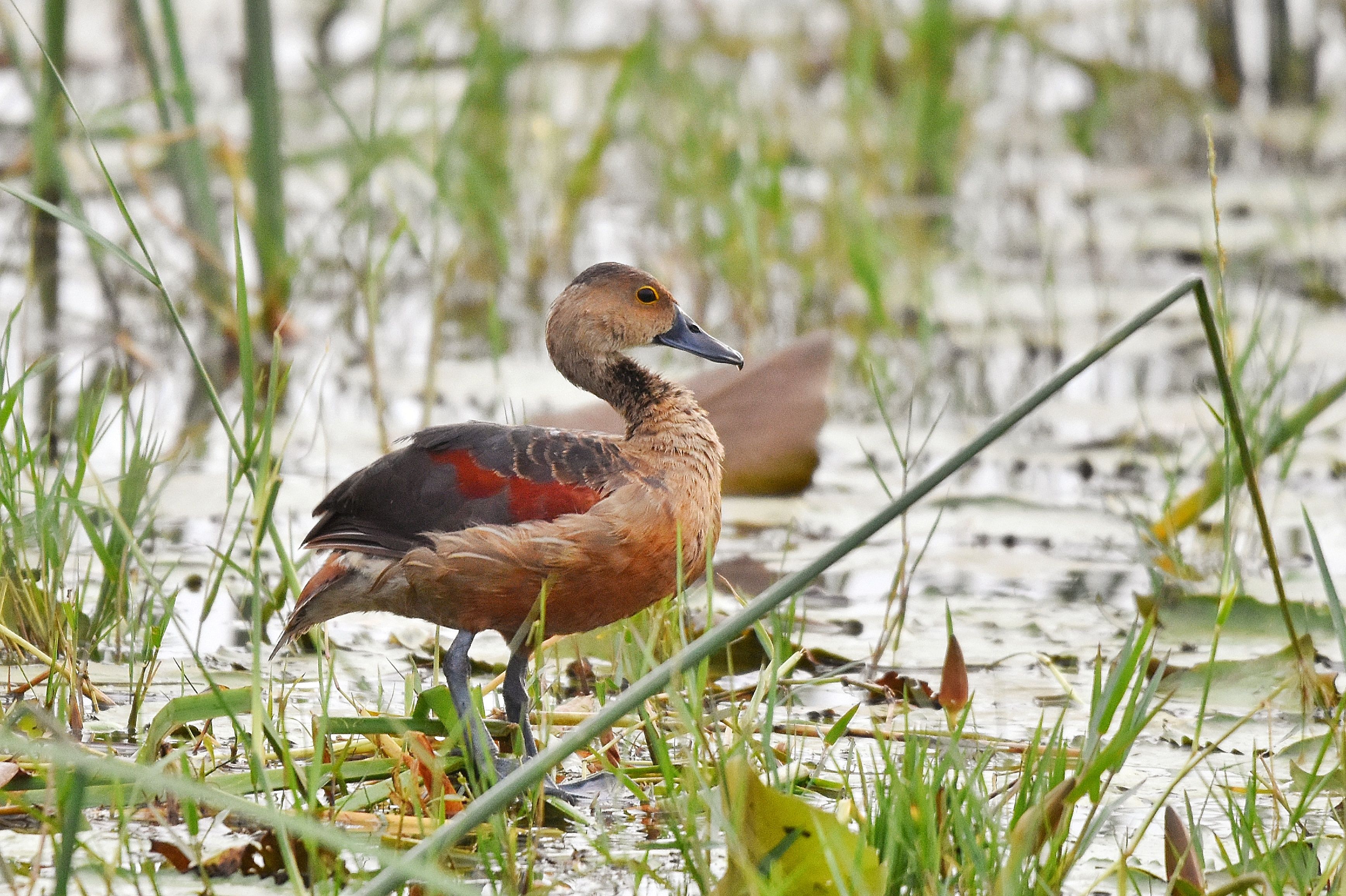 Whistling Duck in Lush Wetland Habitat · Free Stock Photo