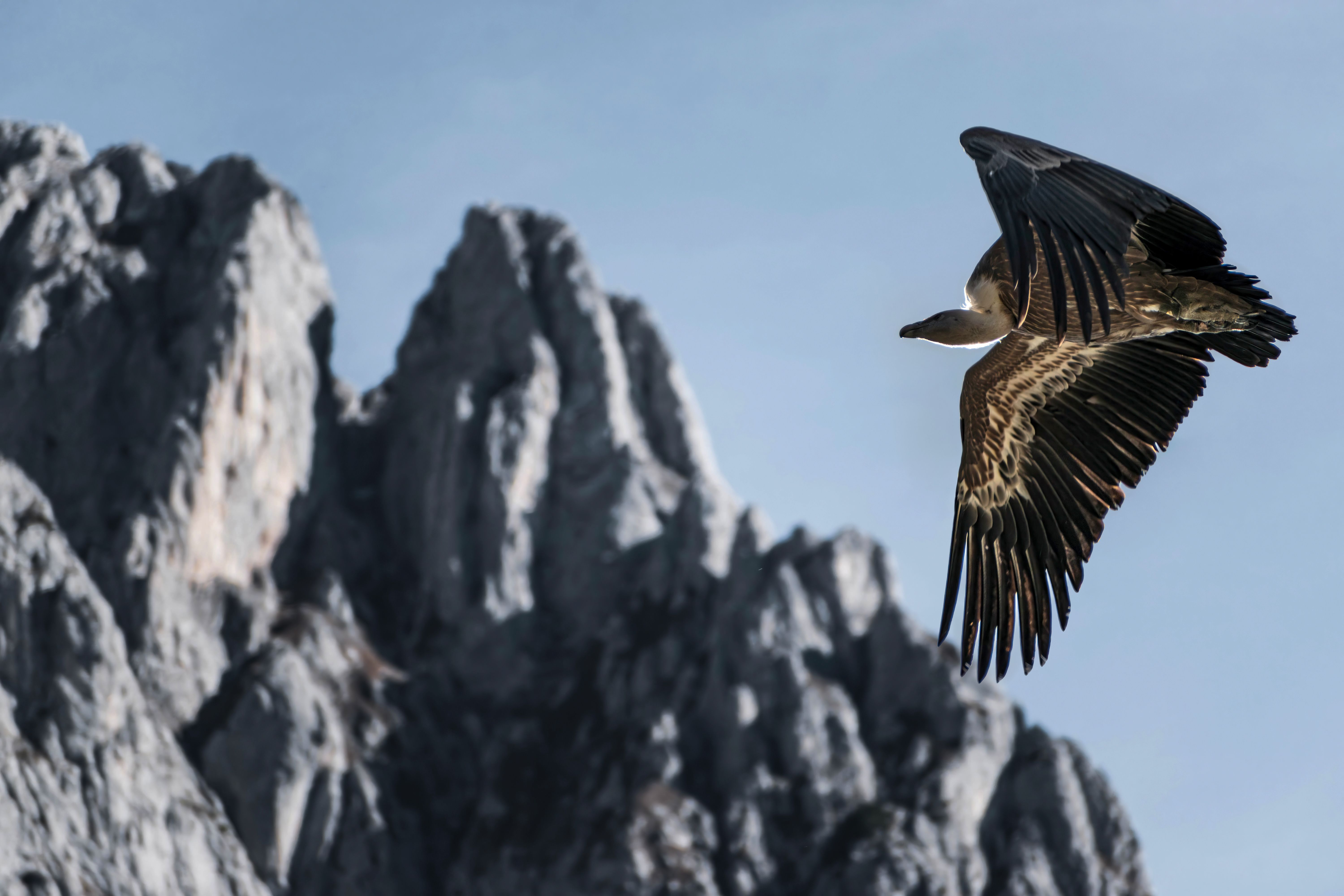 Majestic Vulture Flying Over Rocky Mountains · Free Stock Photo
