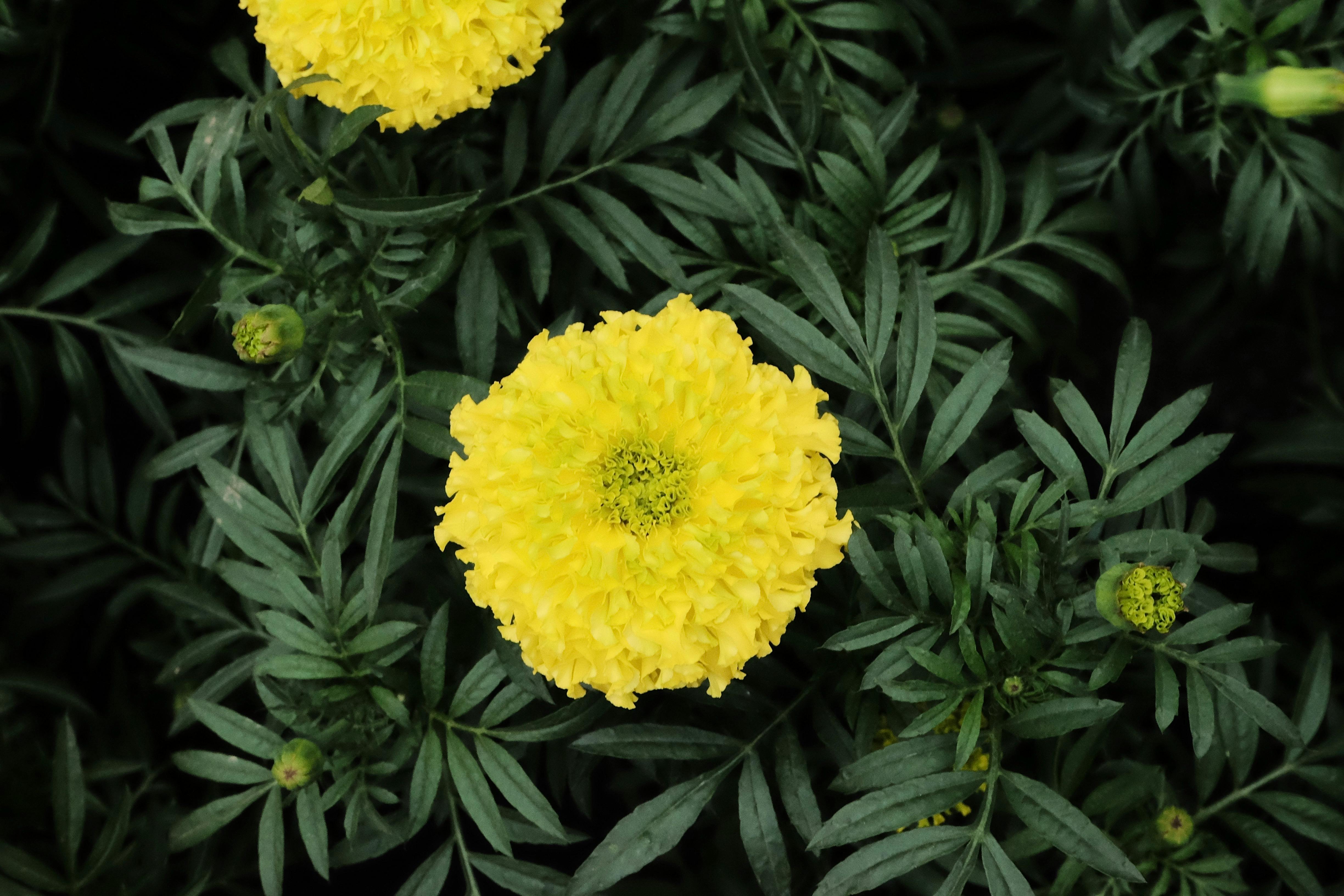 Yellow African Marigold Growing and Care: A Beginner's Guide