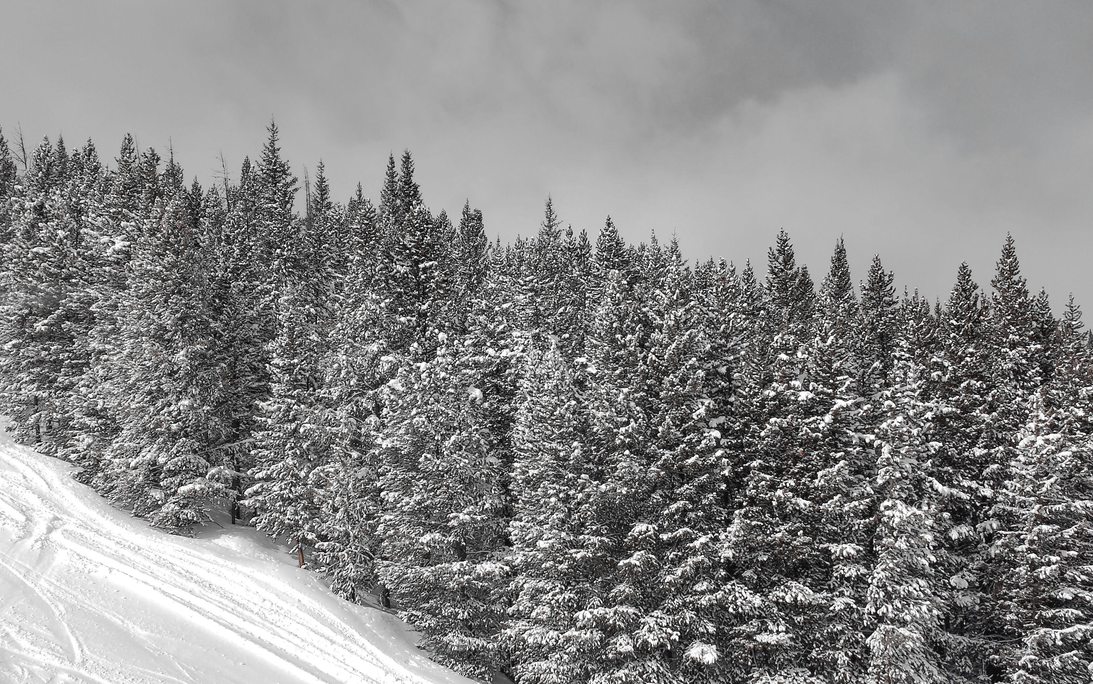 Snowy Pine Forest at Copper Mountain, CO · Free Stock Photo