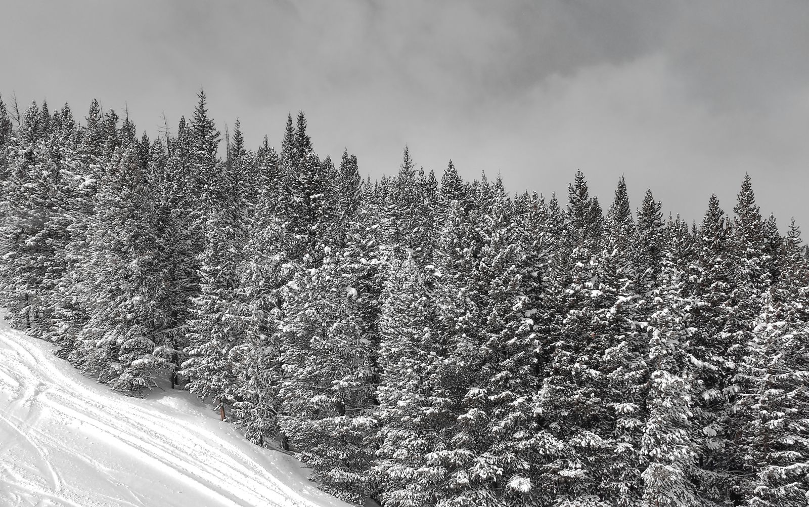Snowy Trees Photos, Download The BEST Free Snowy Trees Stock Photos ...