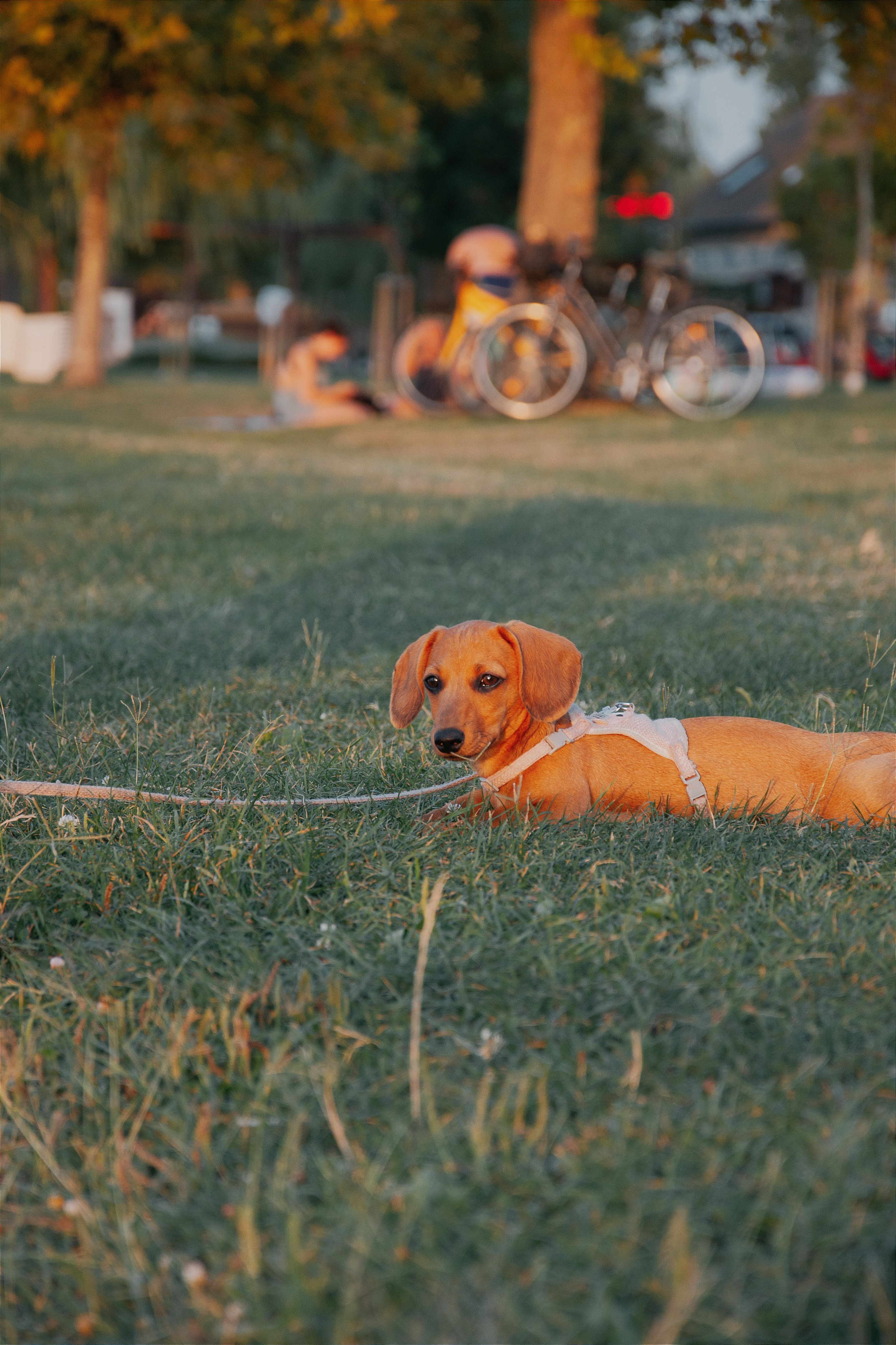 Cute Dog Relaxing in a Hungarian Park · Free Stock Photo