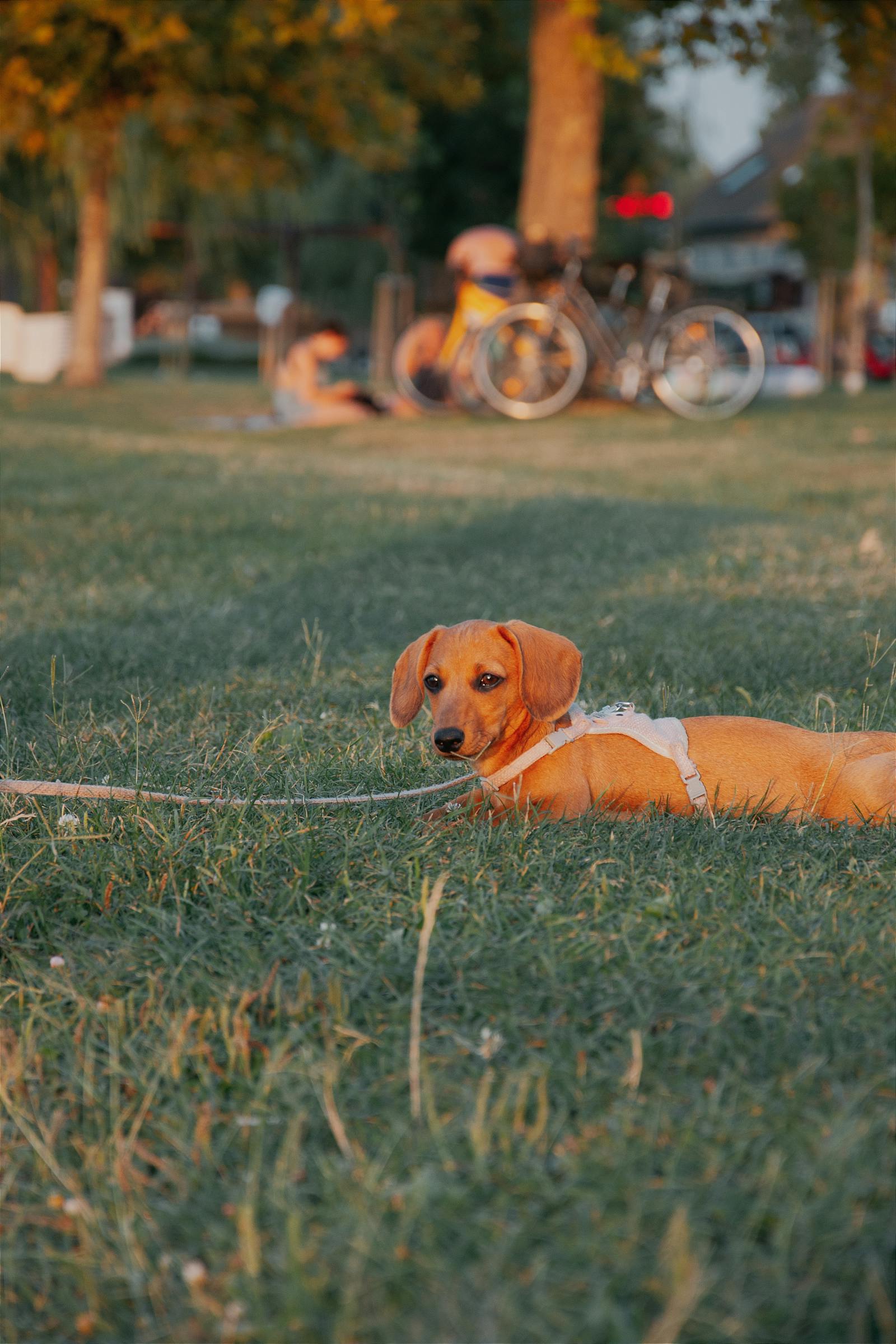 Cute+Pokies Photos, Download The BEST Free Cute+Pokies Stock Photos ...