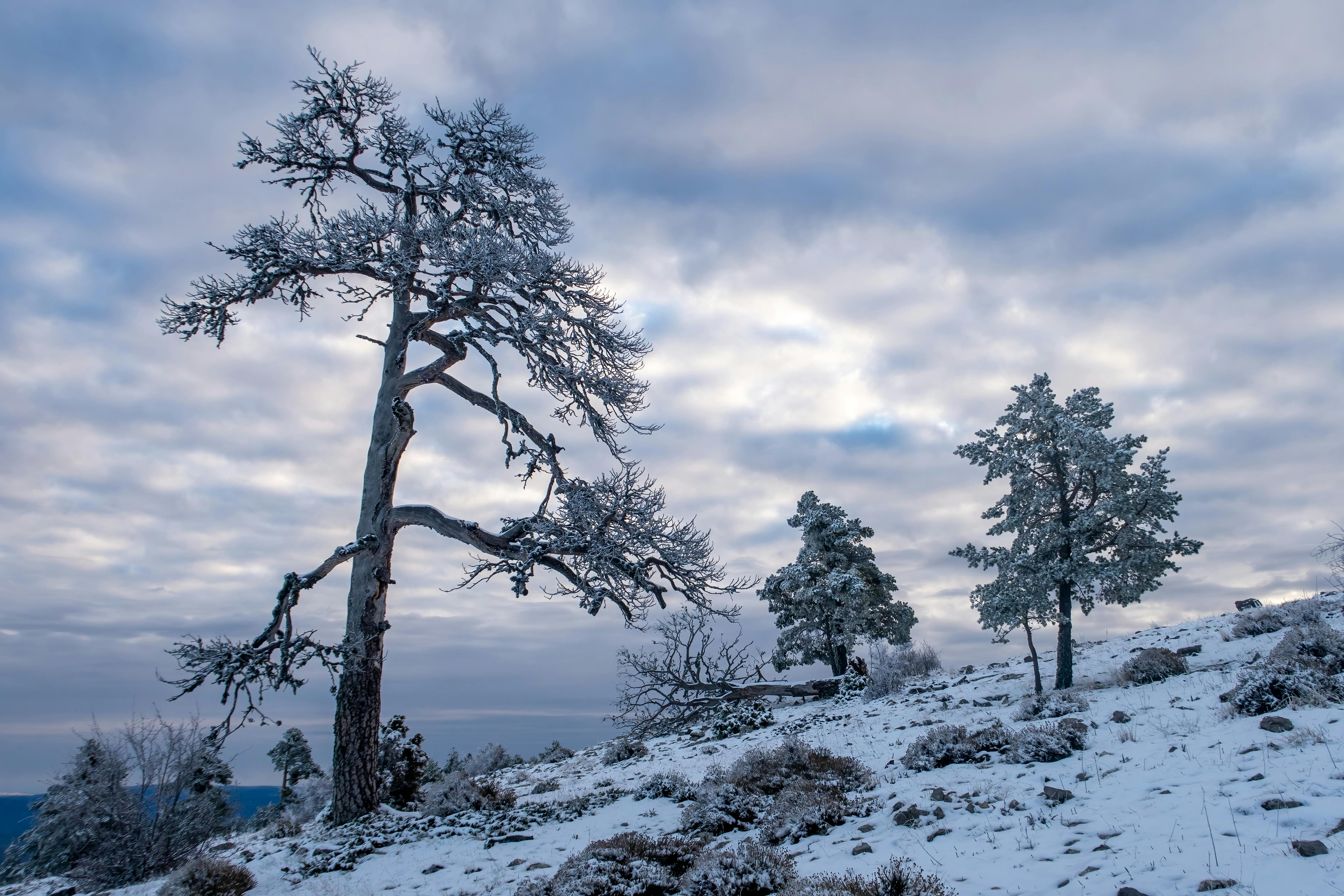 Snow-Covered Trees in Aragón, Spain Winter Landscape · Free Stock Photo