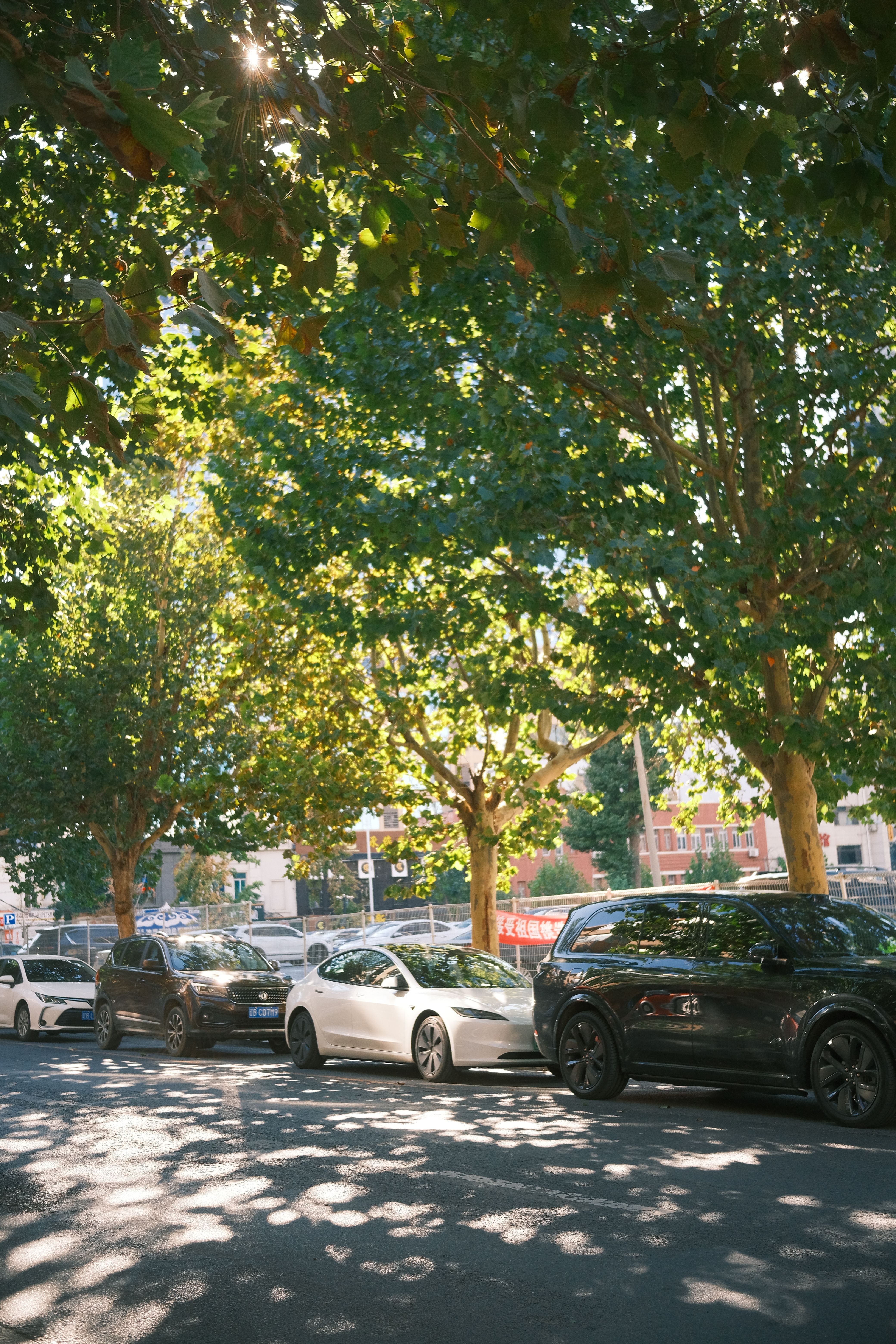 Sunlit City Street with Parked Cars and Trees · Free Stock Photo