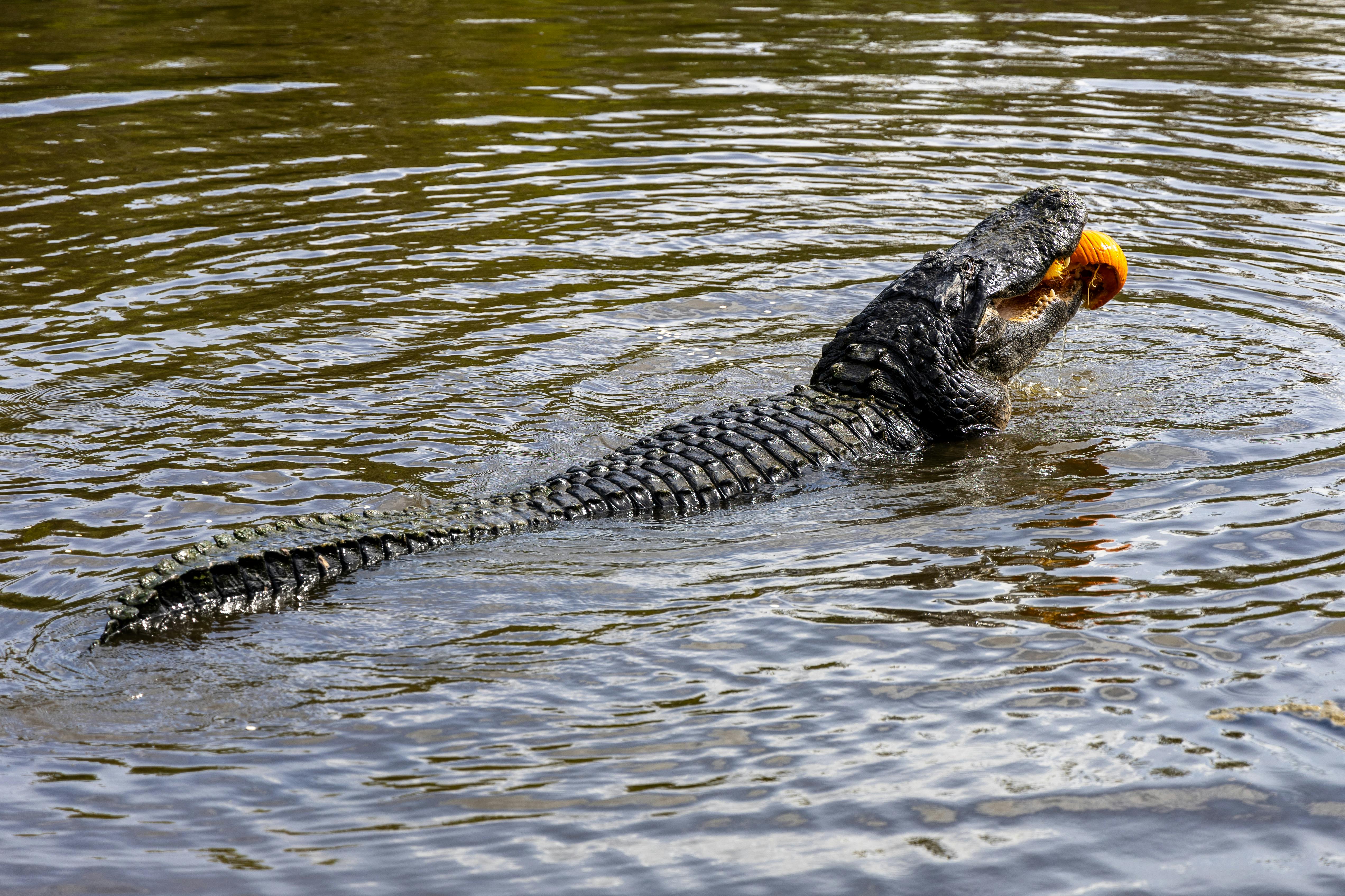 Alligator in Swamp with Pumpkin for Halloween · Free Stock Photo