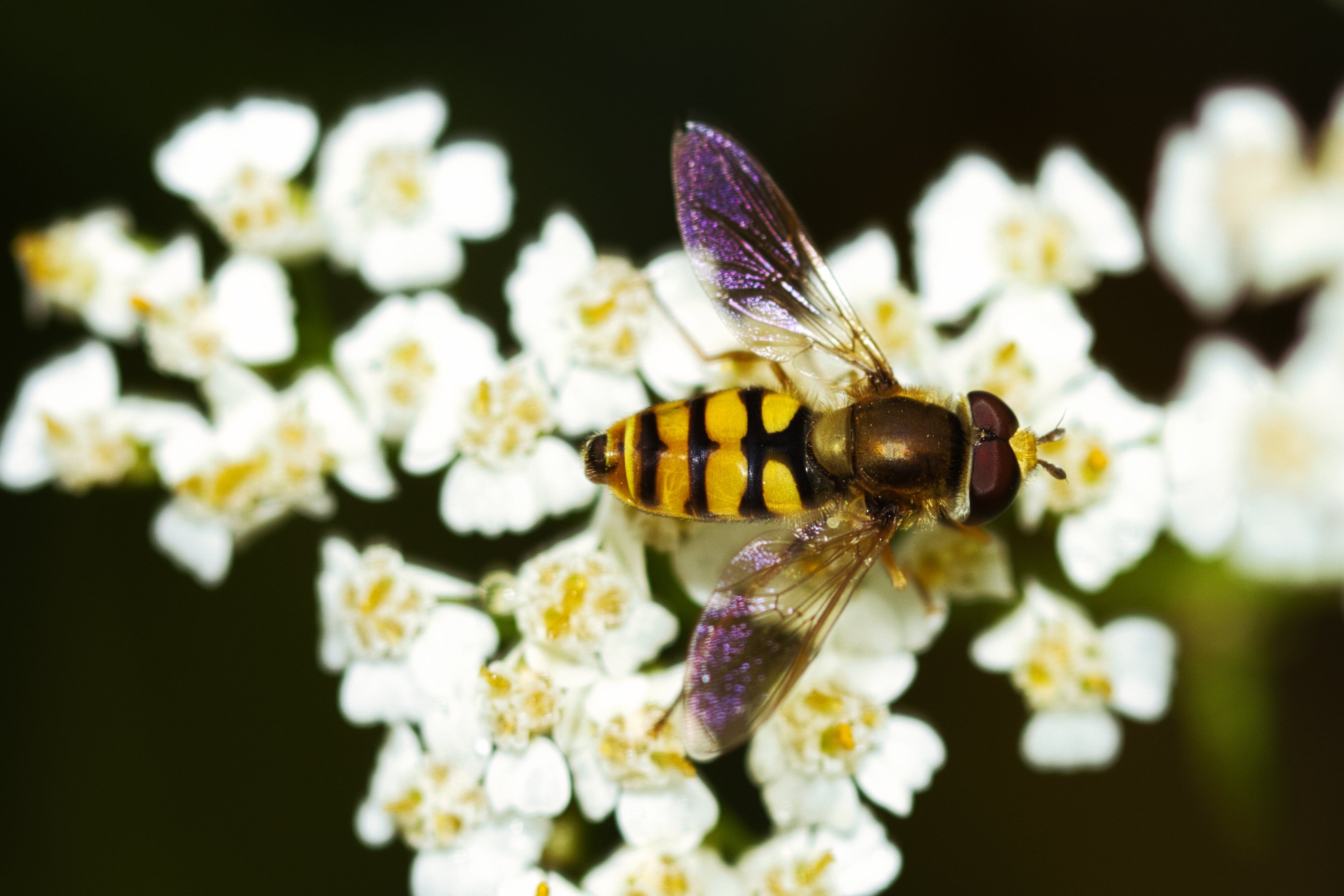 Macro Photography of Hoverfly on Flowers · Free Stock Photo
