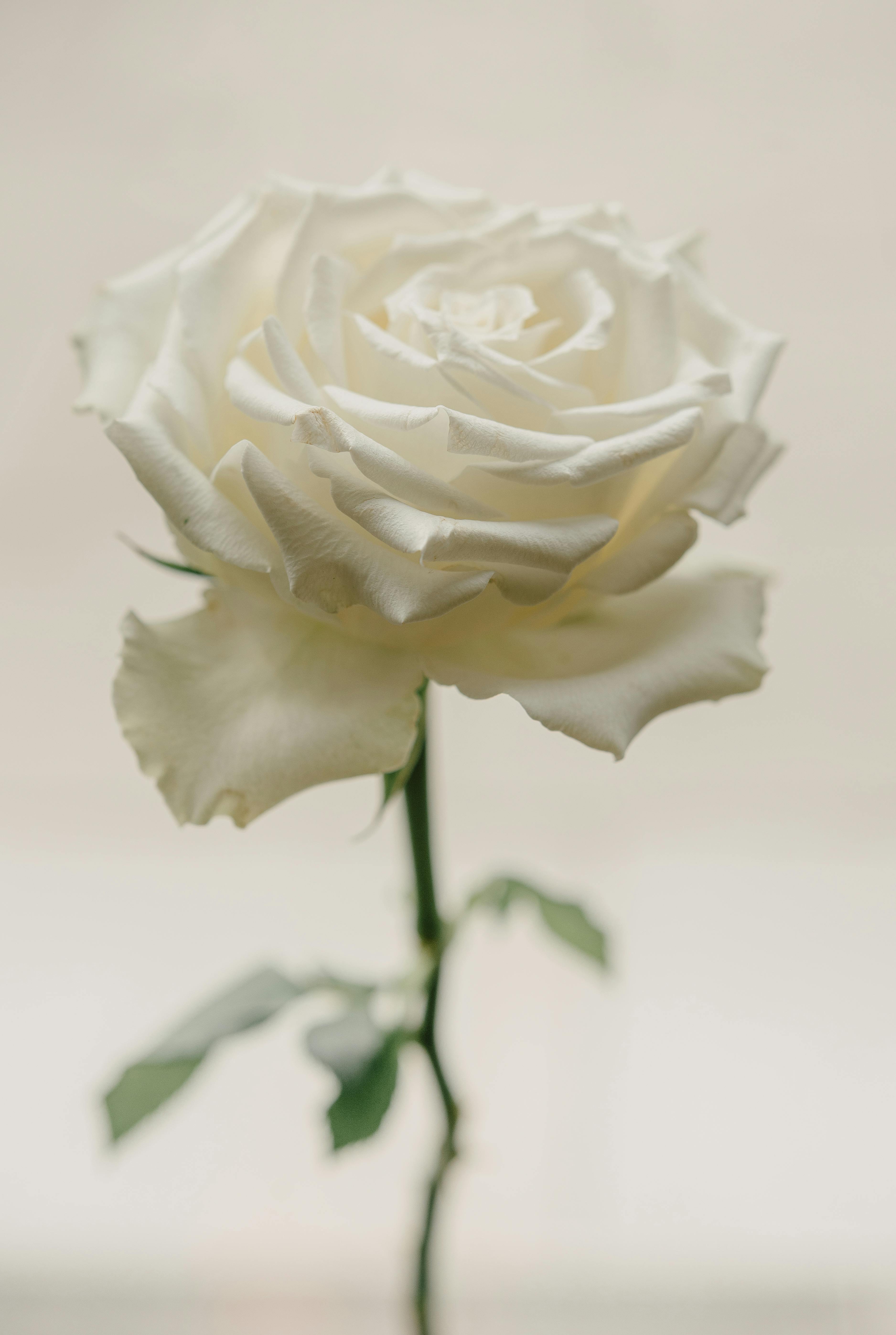 Elegant White Rose Bloom Against Soft Background · Free Stock Photo