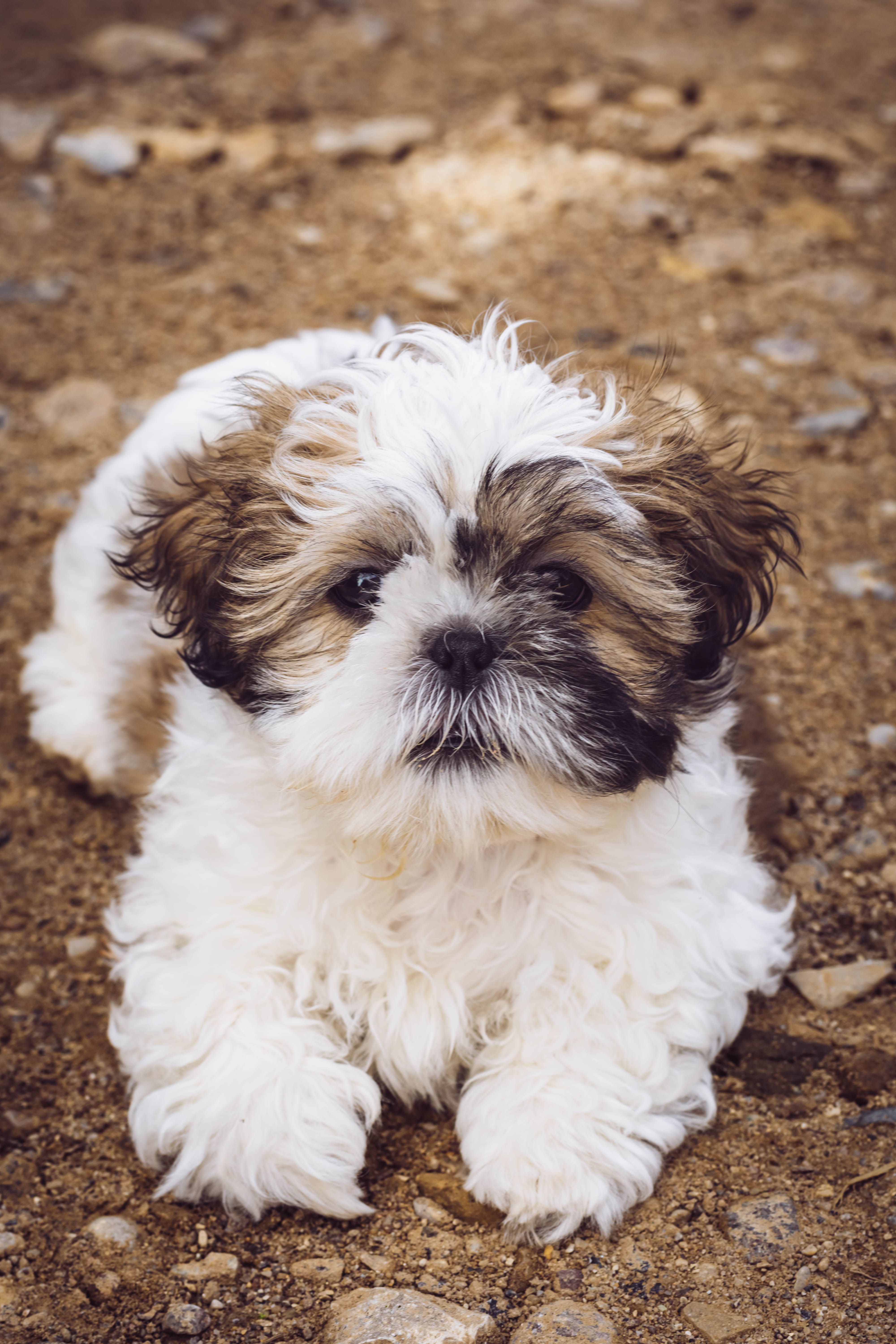 Adorable Shih Tzu Puppy on Pebbled Pathway · Free Stock Photo