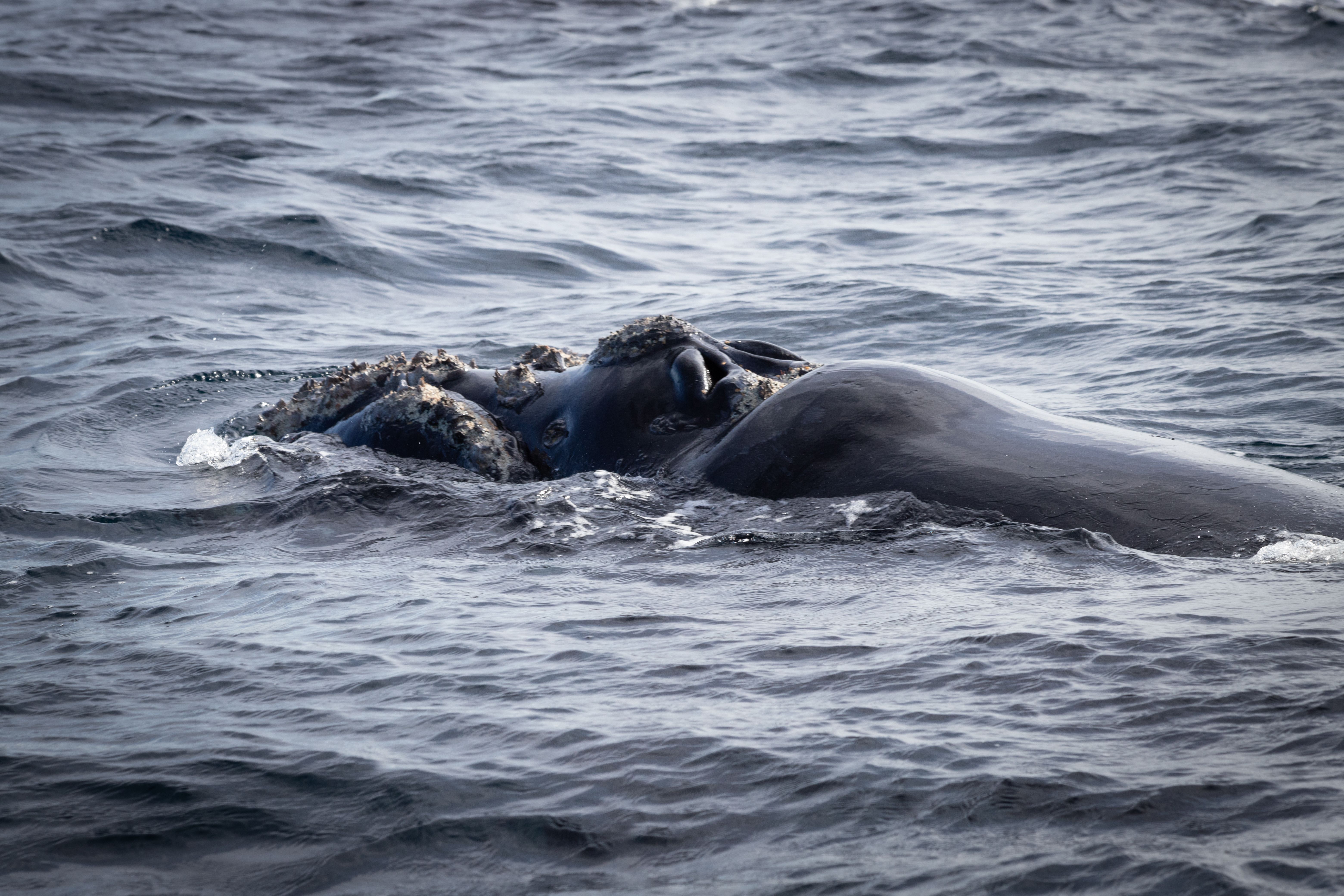 Southern Bottlenose Whale: Learn About This Rare Species