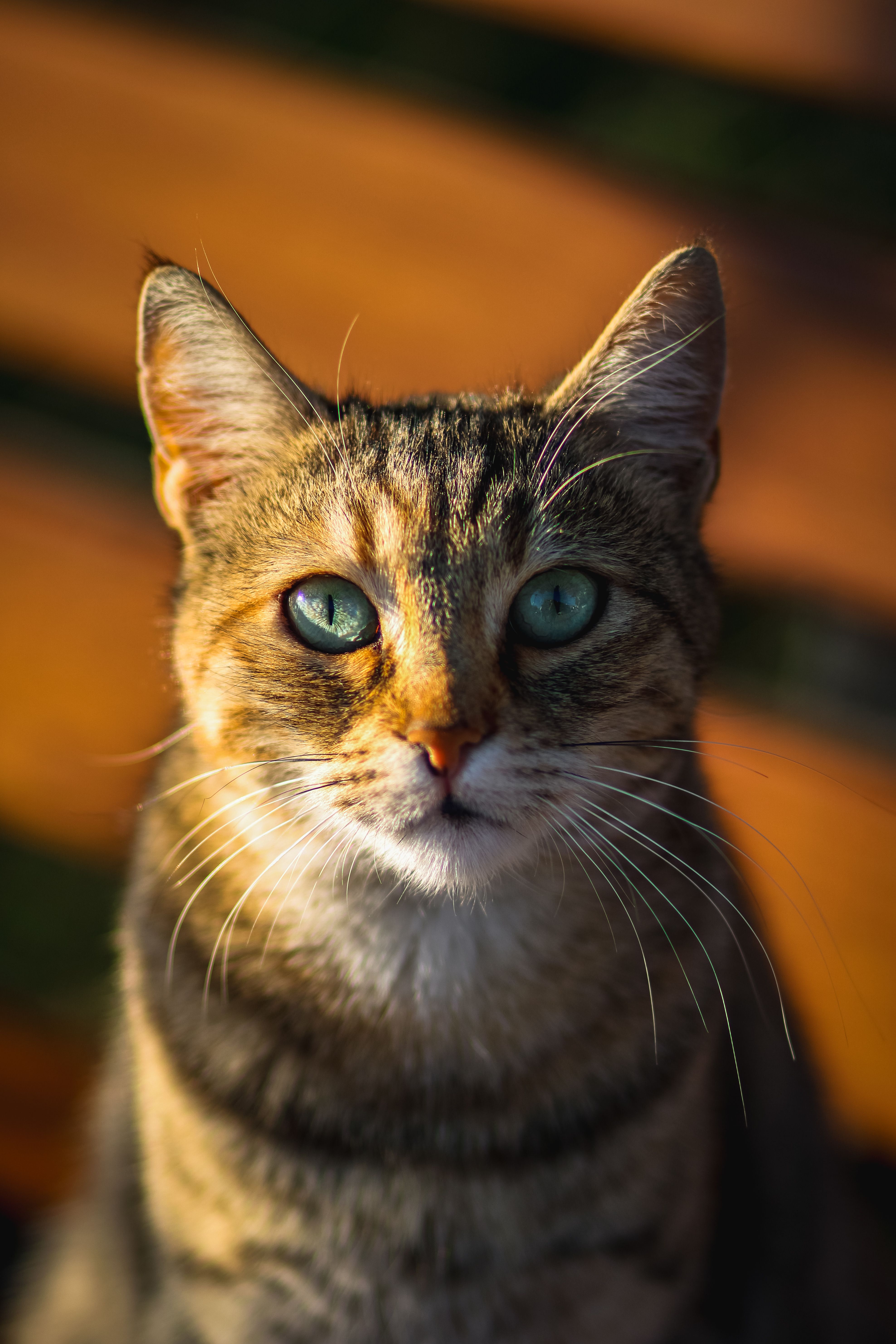 Close-up Portrait of a Striped Tabby Cat · Free Stock Photo