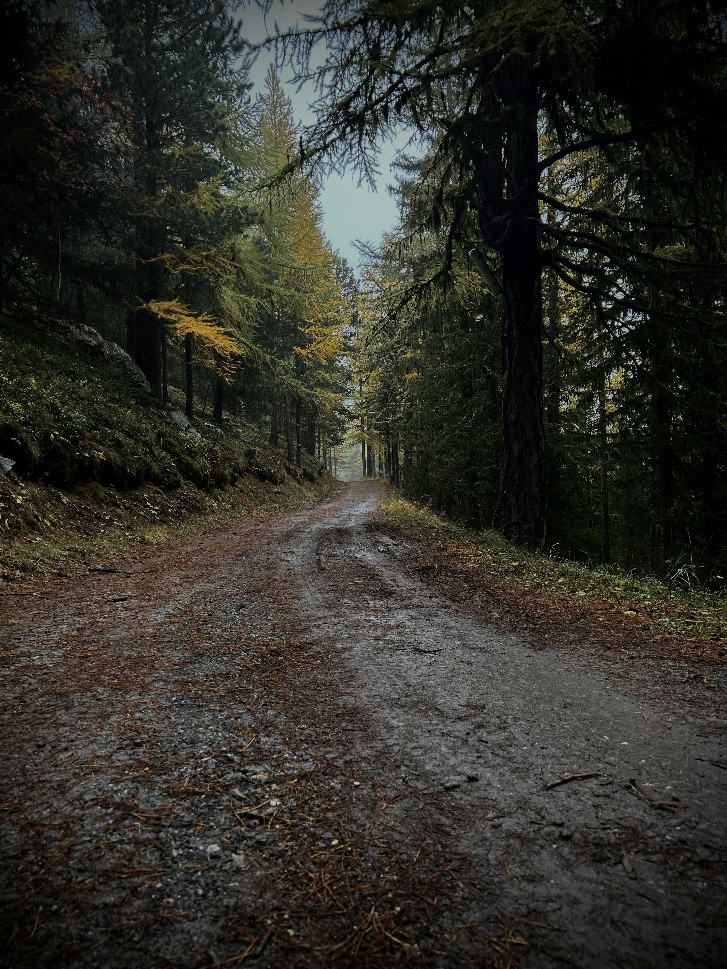 Serene Forest Path in Autumn, Saas-Fee · Free Stock Photo