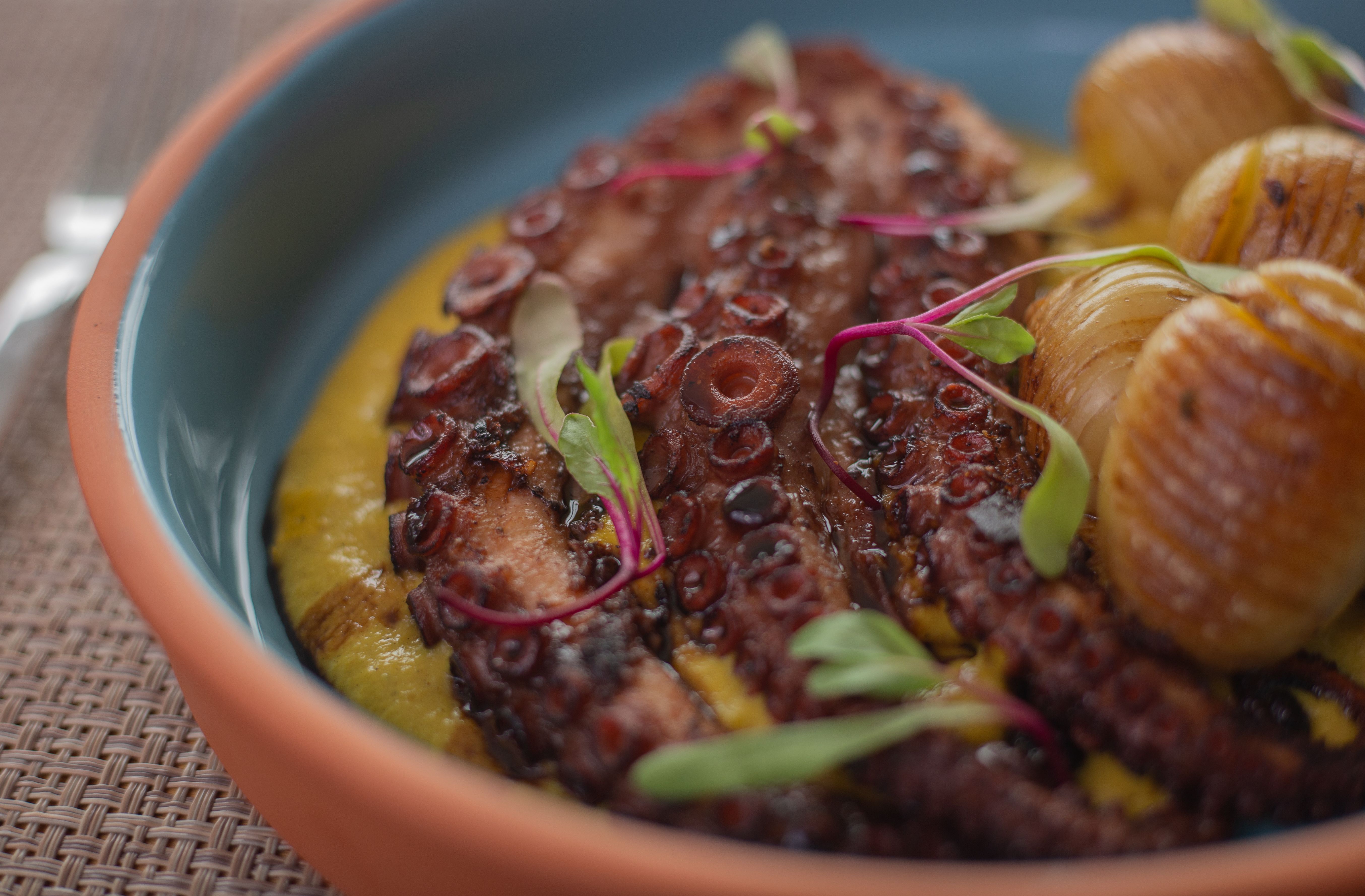 Octopus Zon Photos, Download The BEST Free Octopus Zon Stock Photos ...