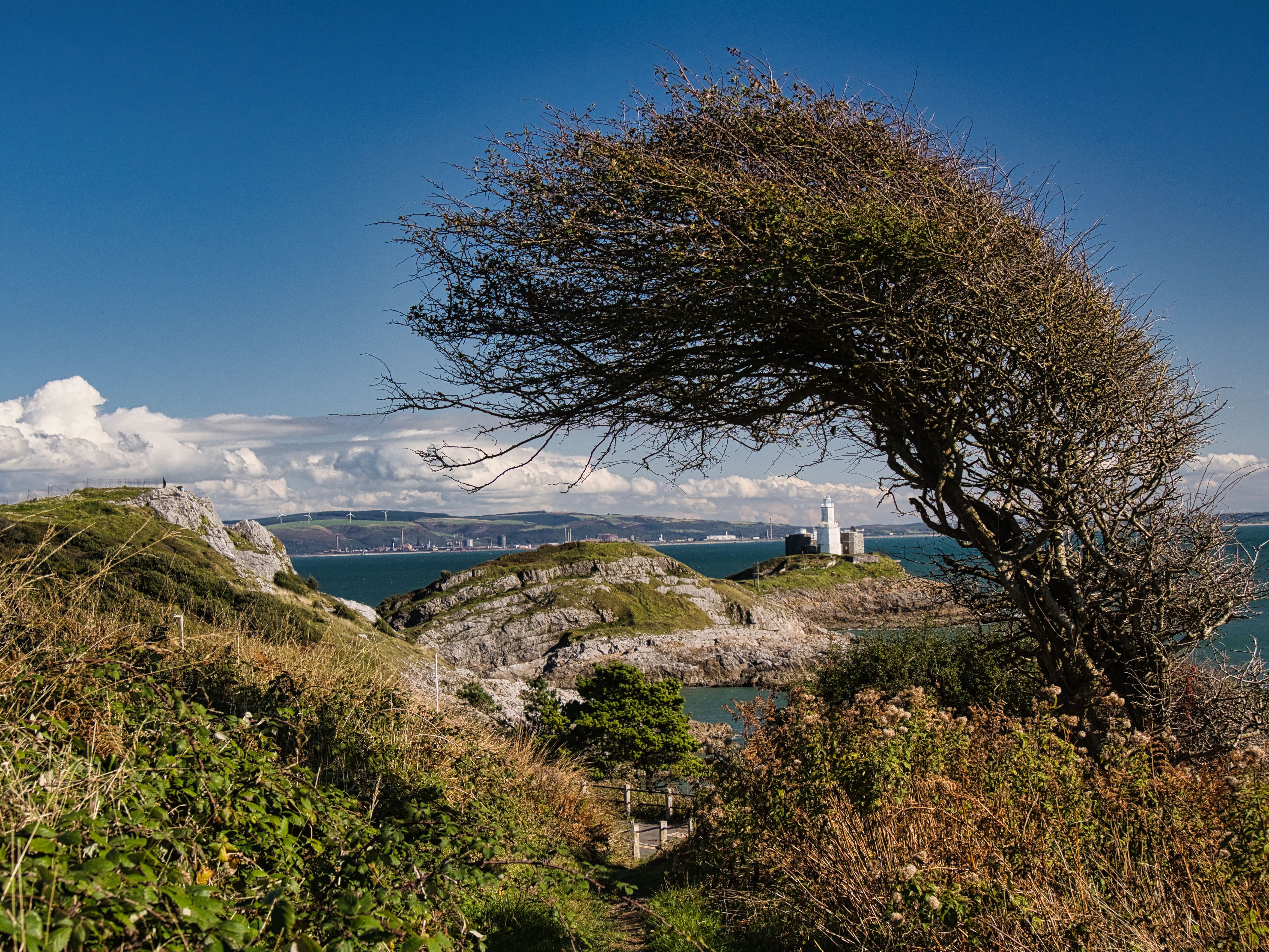 Windswept Tree by Mumbles Lighthouse · Free Stock Photo