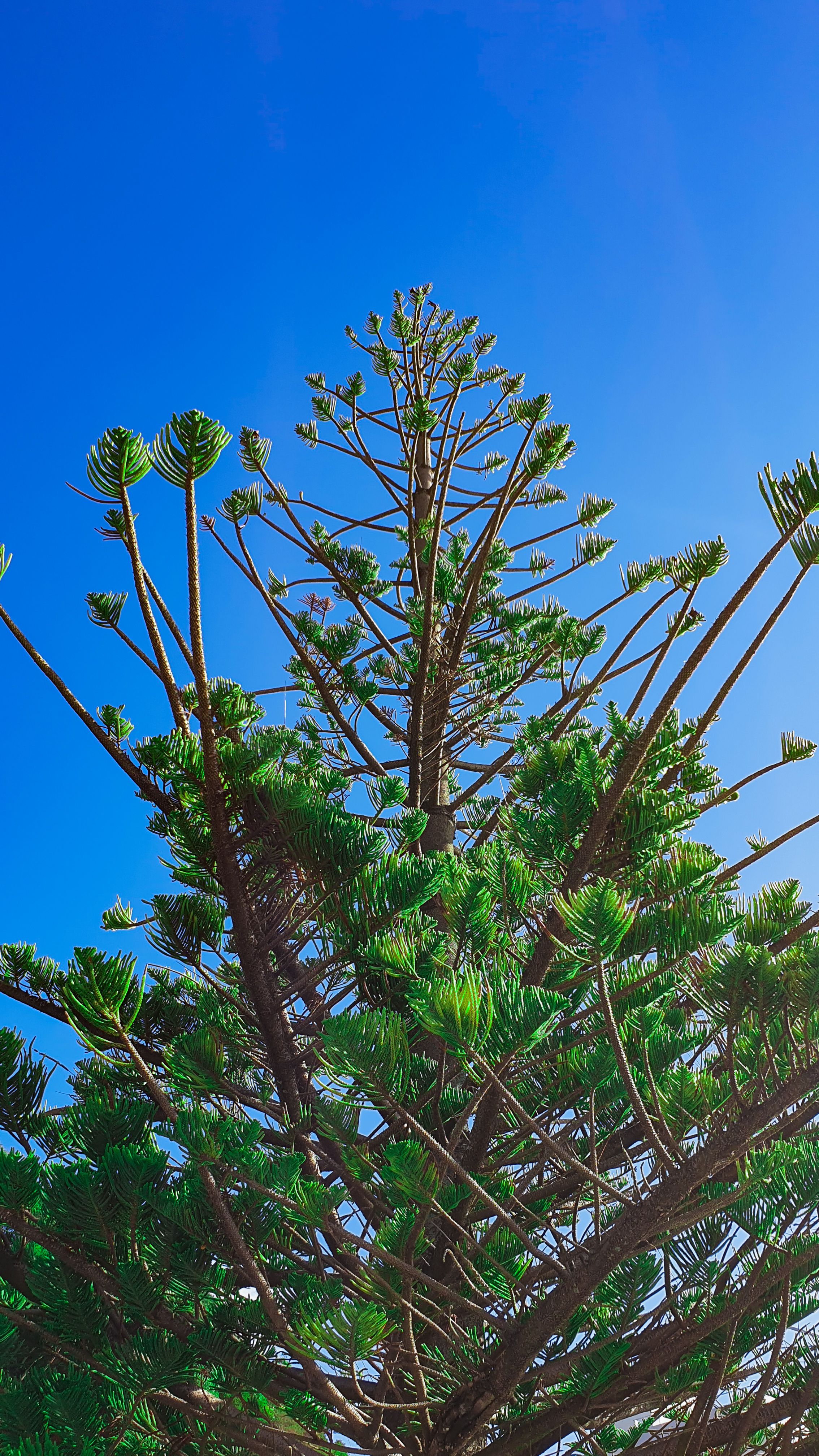 Free stock photo of Araucaria, blue sky, branches