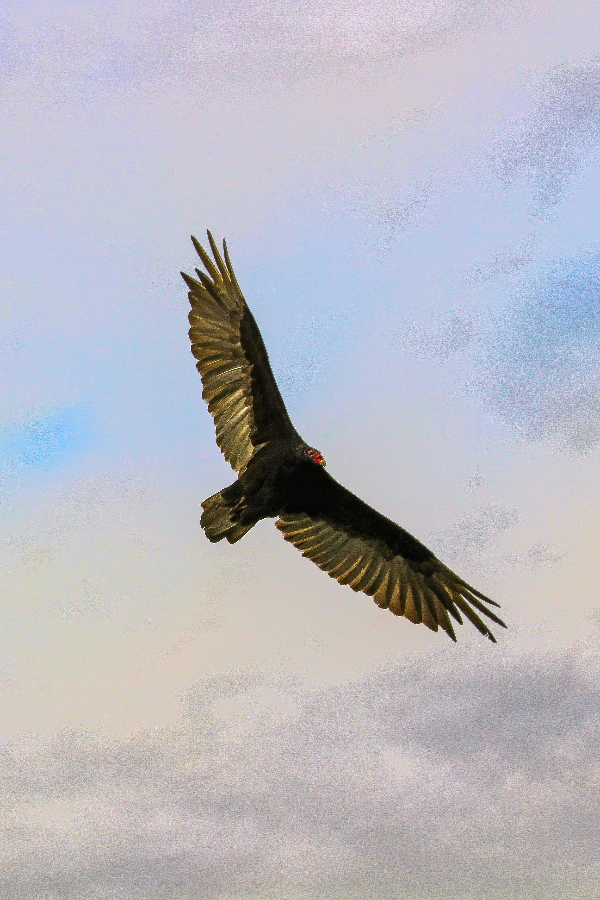 Turkey Vulture Soaring in New Jersey Skies · Free Stock Photo