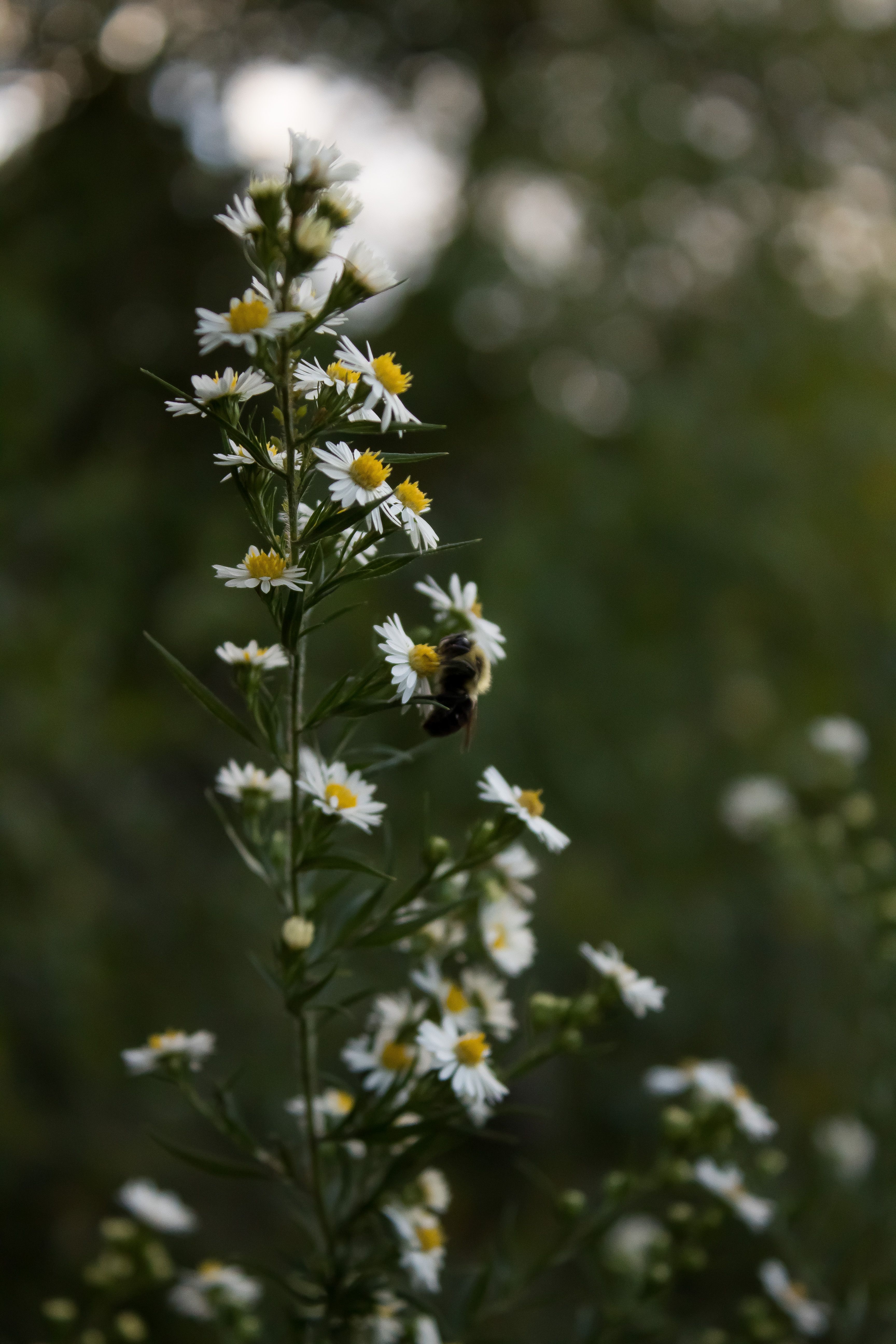 Bubble Bee Photos, Download The BEST Free Bubble Bee Stock Photos & HD ...
