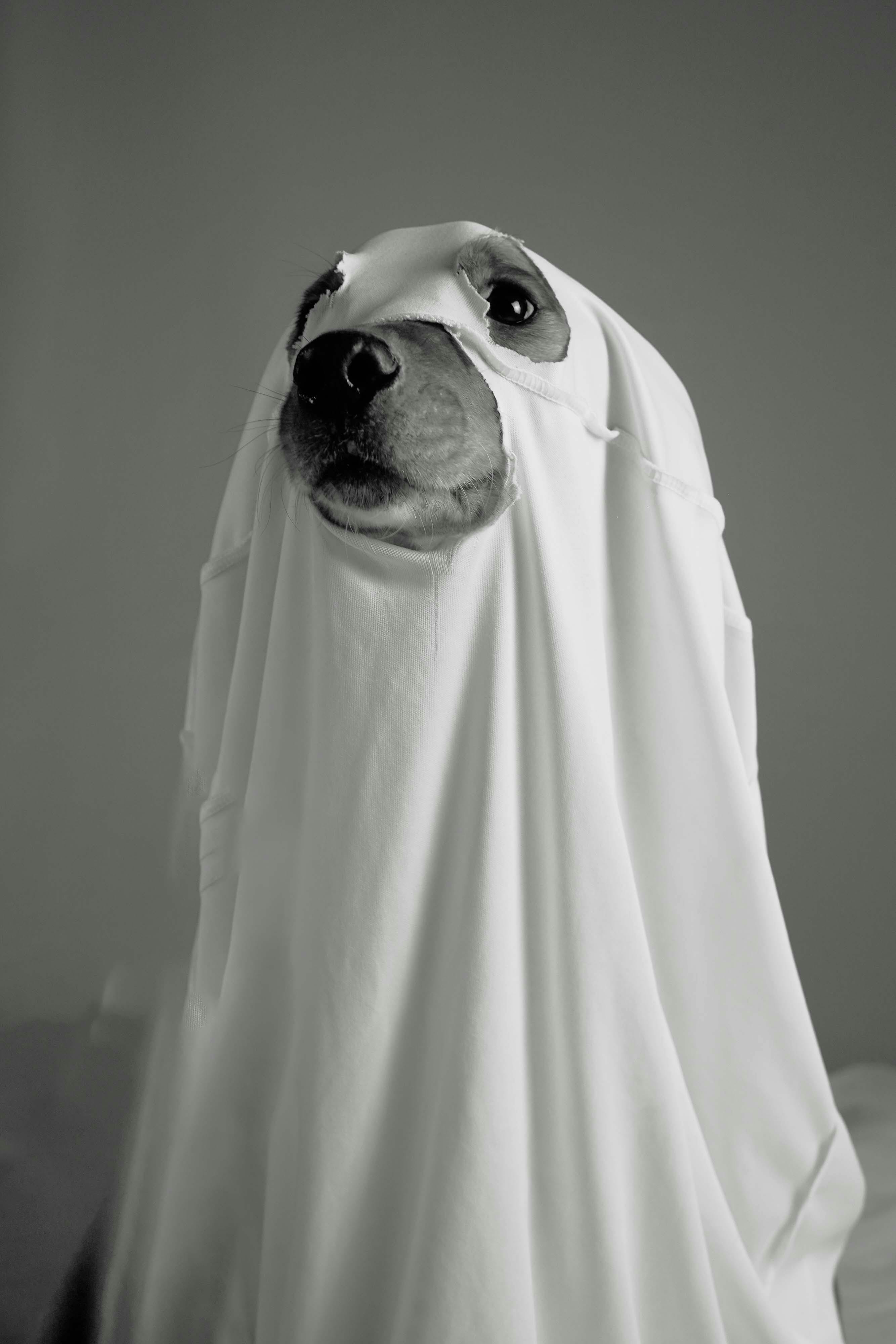 Funny Dog in Ghost Costume for Halloween · Free Stock Photo
