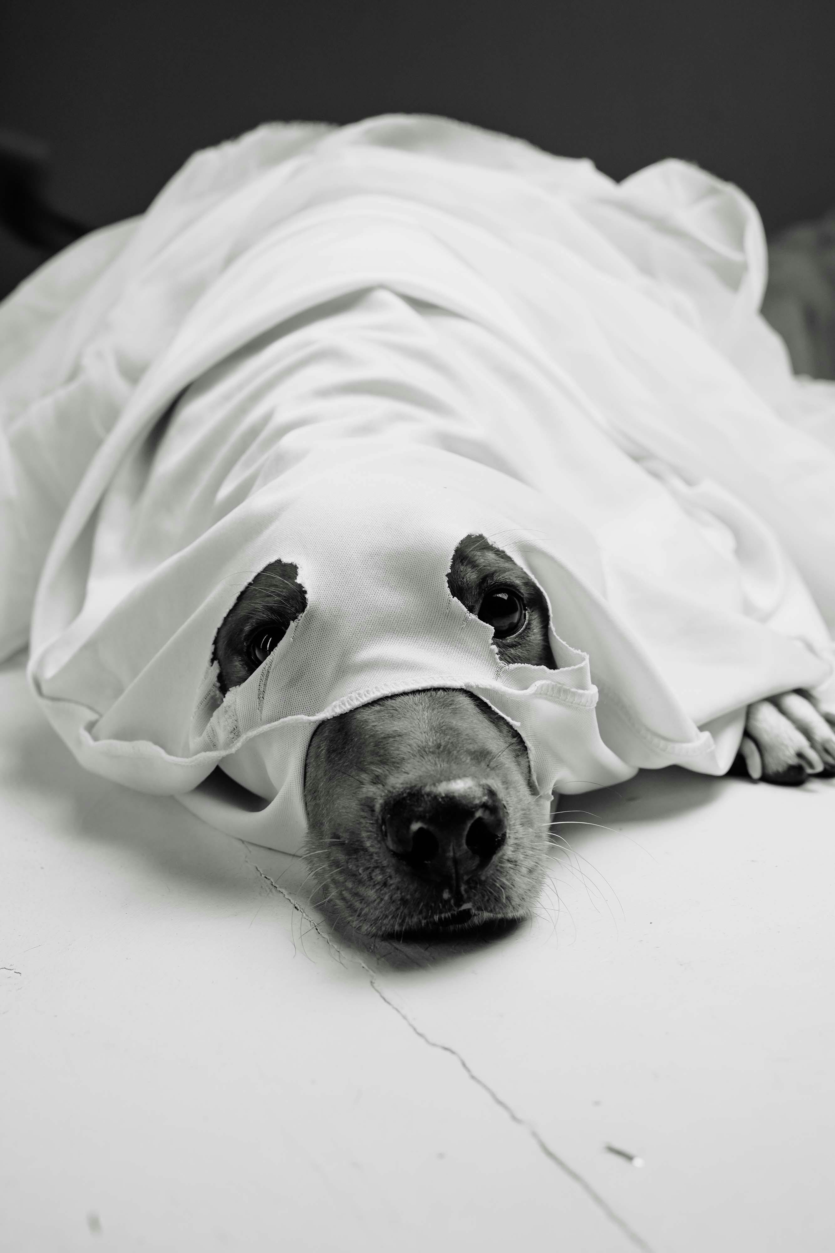 Dog Draped in White Sheet for Spooky Fun · Free Stock Photo