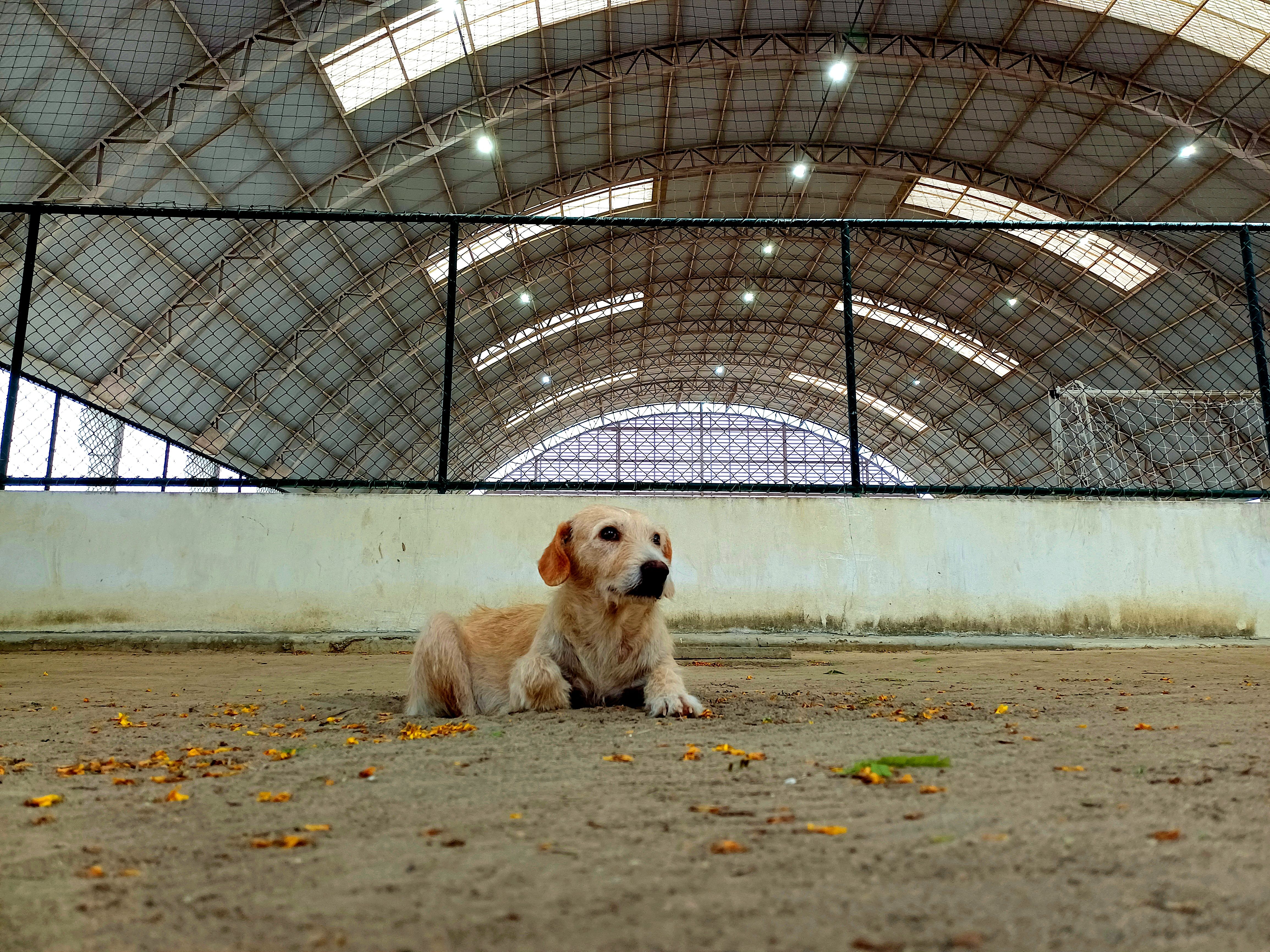 Calm dog resting in an indoor sports arena · Free Stock Photo