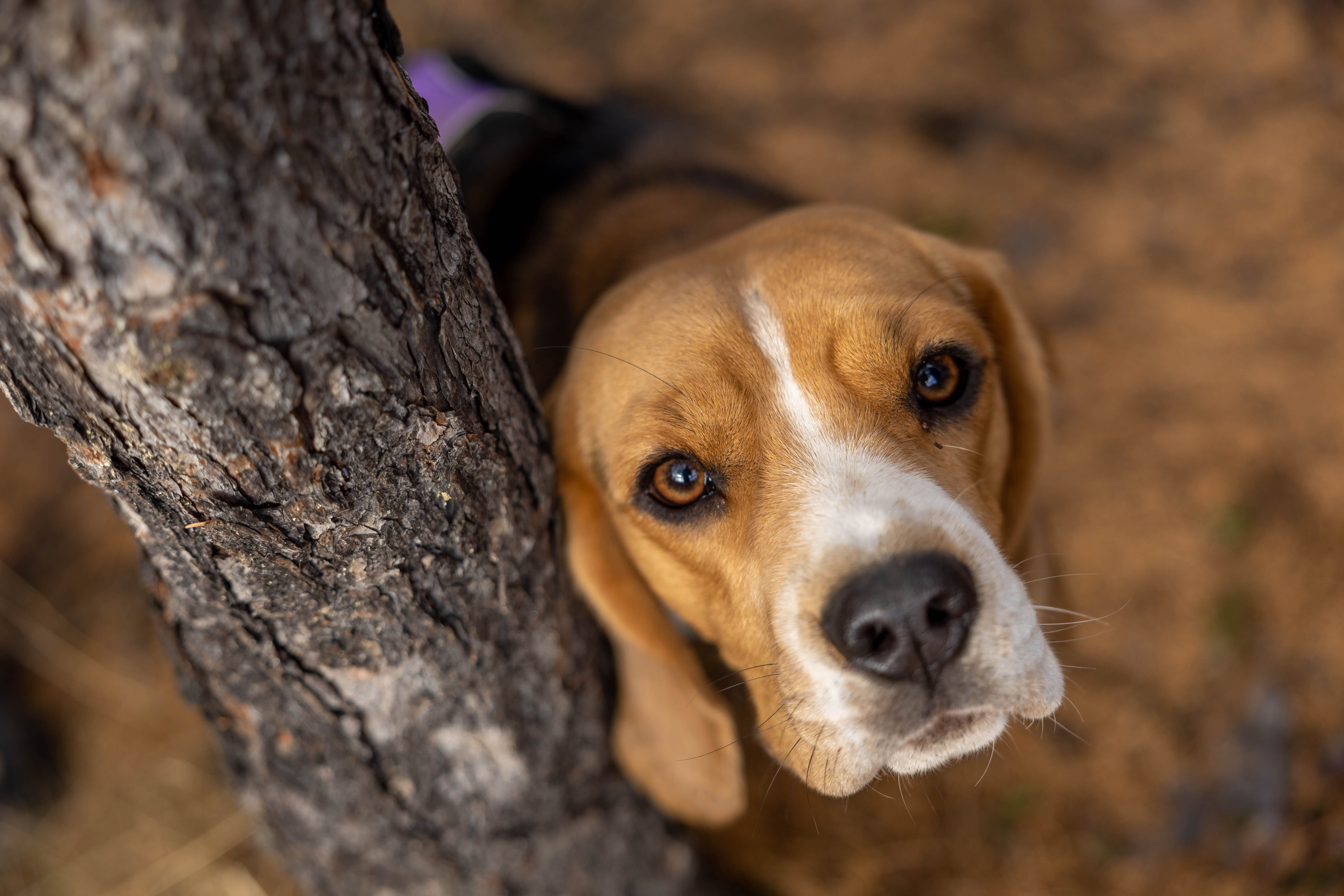 Close-up Portrait of a Curious Beagle Dog Outdoors · Free Stock Photo