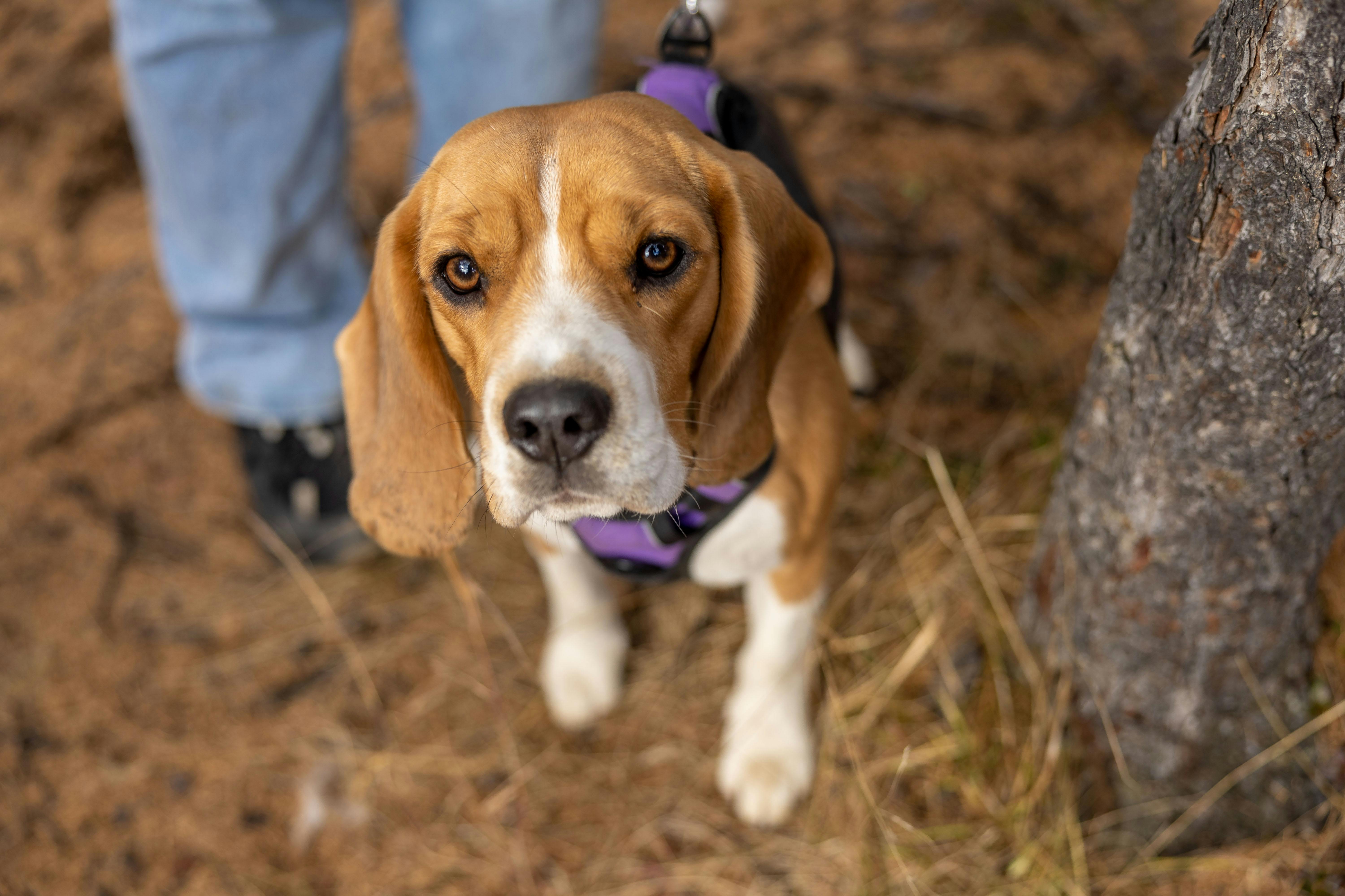 Beagle Photos, Download The BEST Free Beagle Stock Photos & HD Images