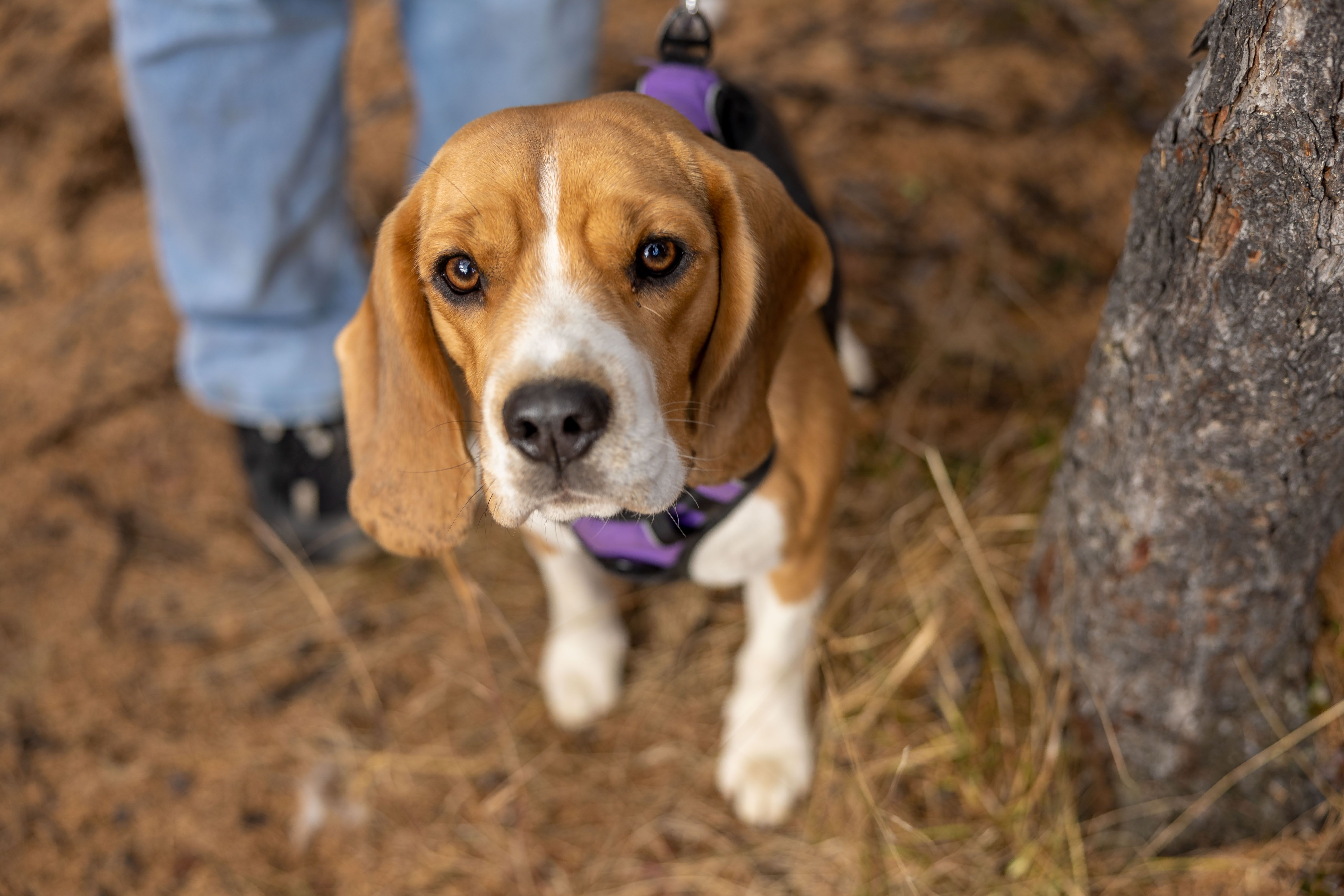 Adorable Beagle Dog on a Leash in Forest · Free Stock Photo