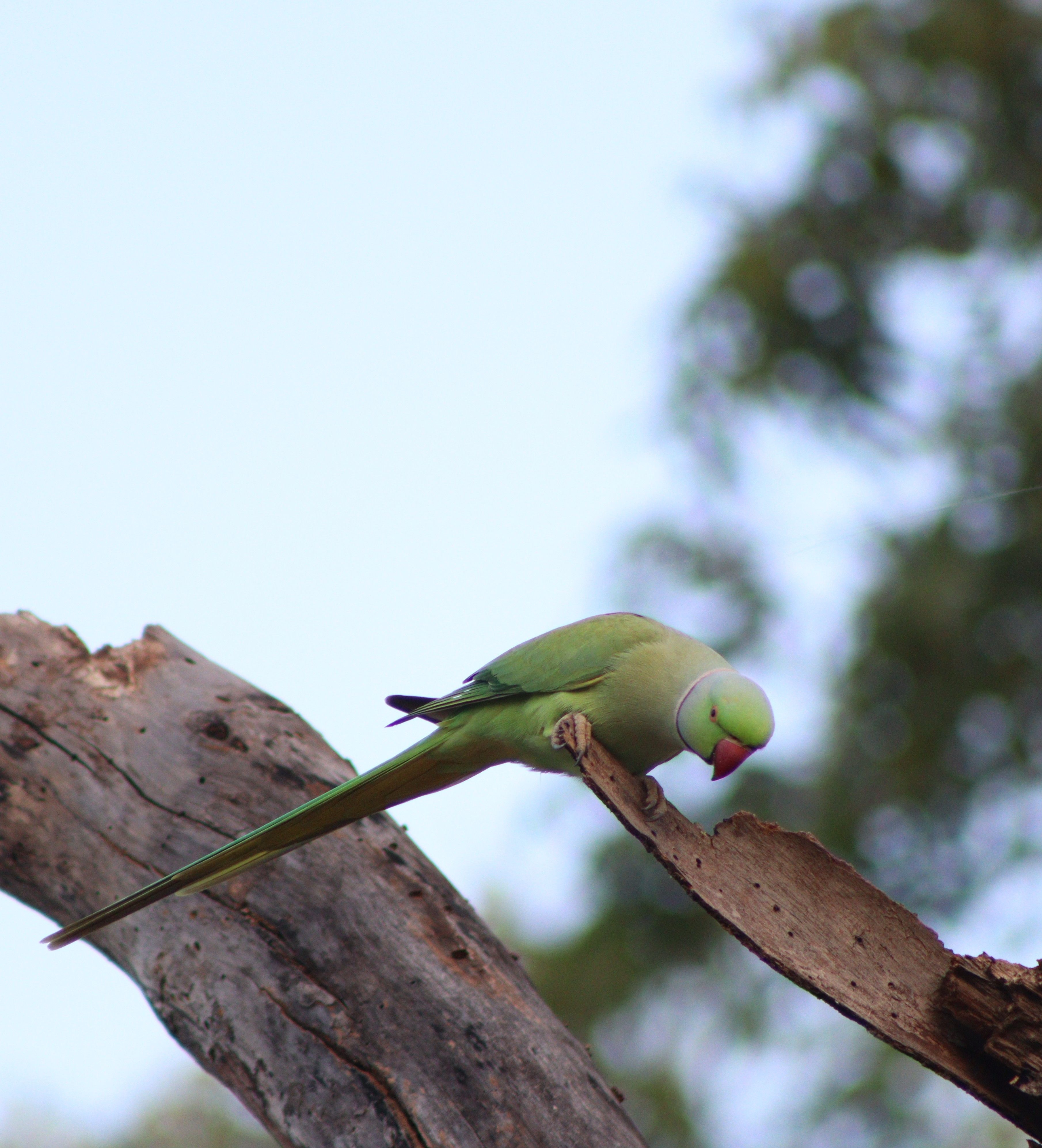 Vibrant Parakeet on Tree Branch in Natural Habitat · Free Stock Photo