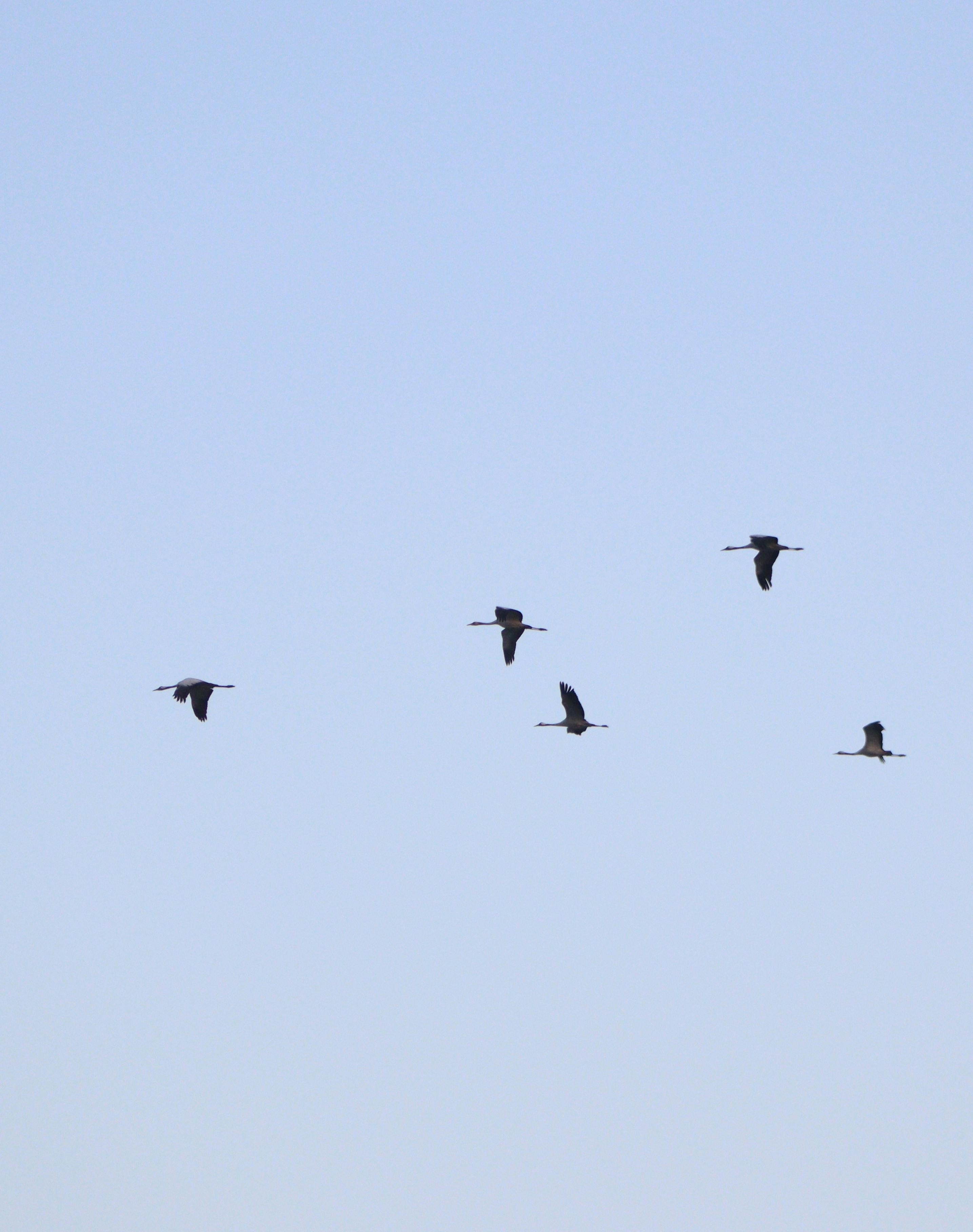 Photography of Three Flying Birds · Free Stock Photo
