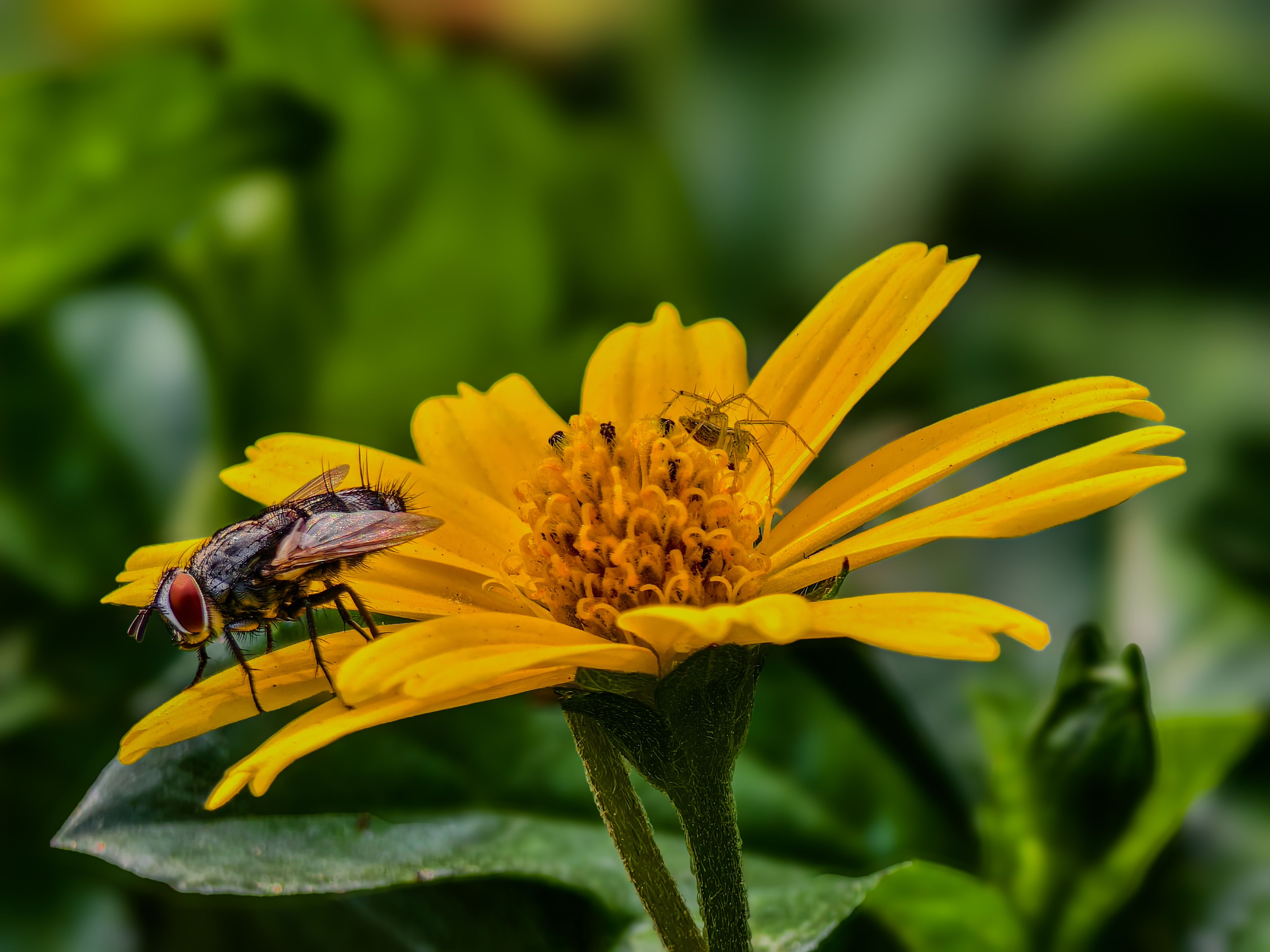 Close-up of Fly and Insect on Yellow Flower · Free Stock Photo