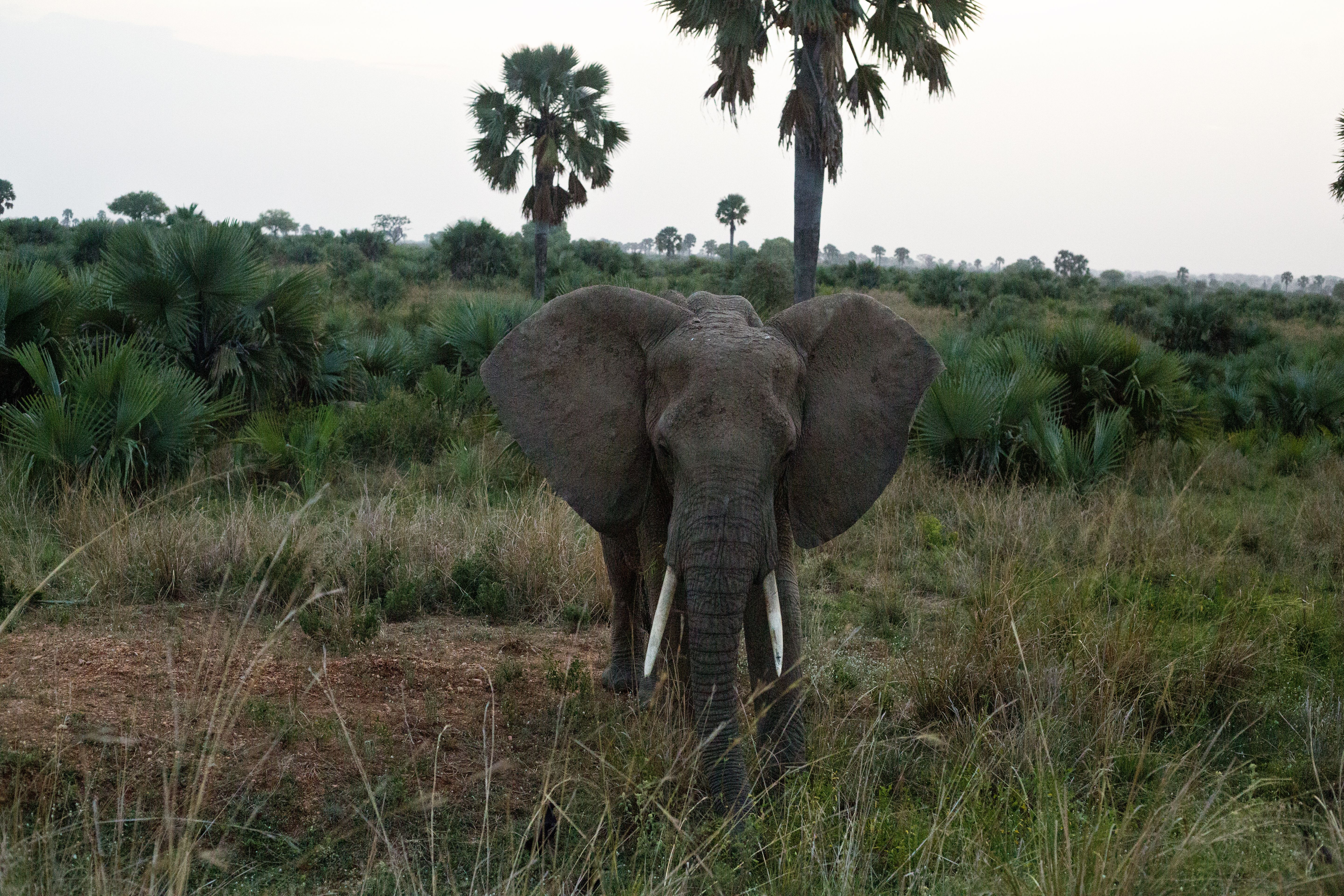Majestic African Elephant in Lush Safari Landscape · Free Stock Photo