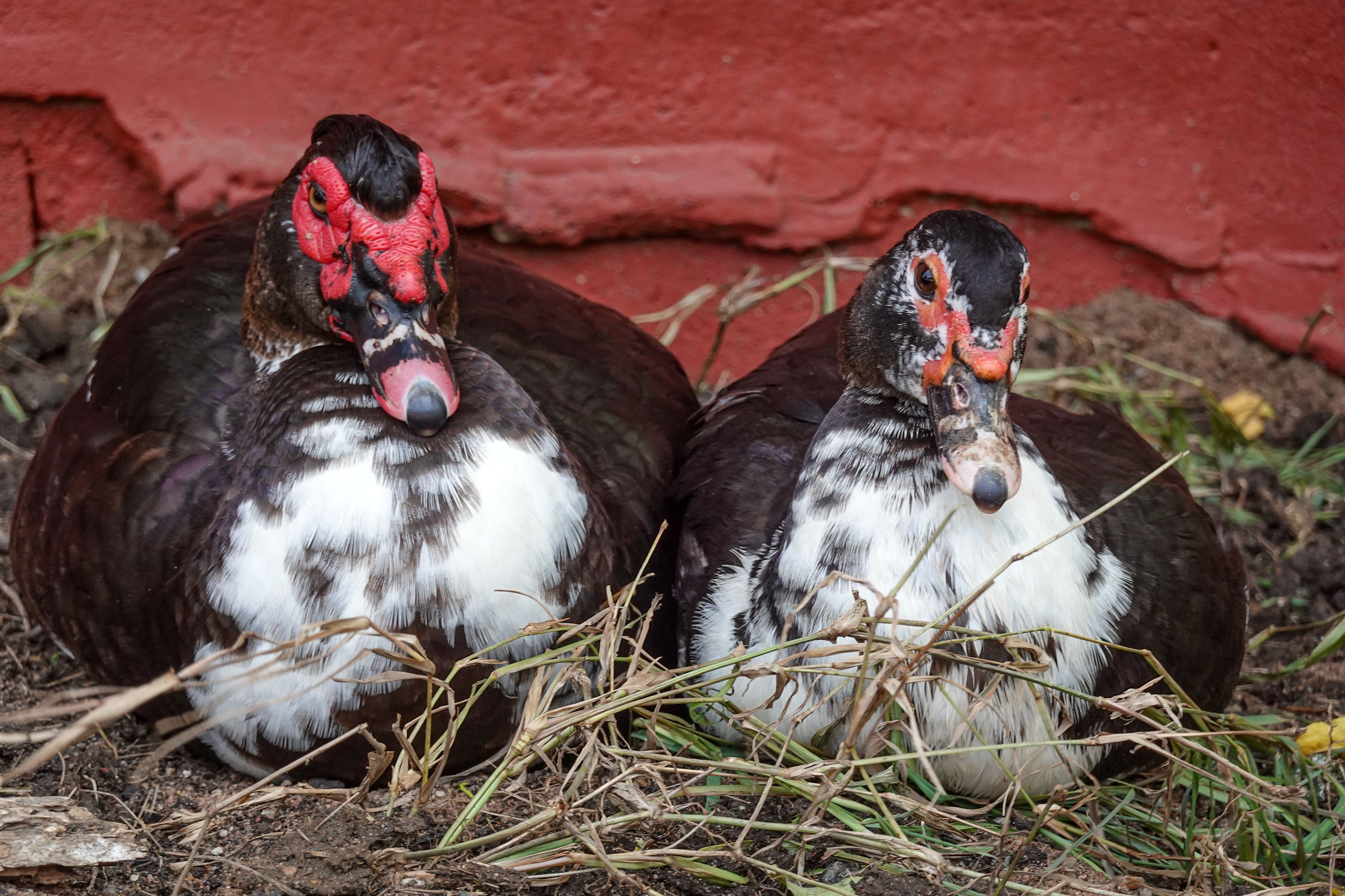 Muscovy Ducks Resting in a Farm setting · Free Stock Photo