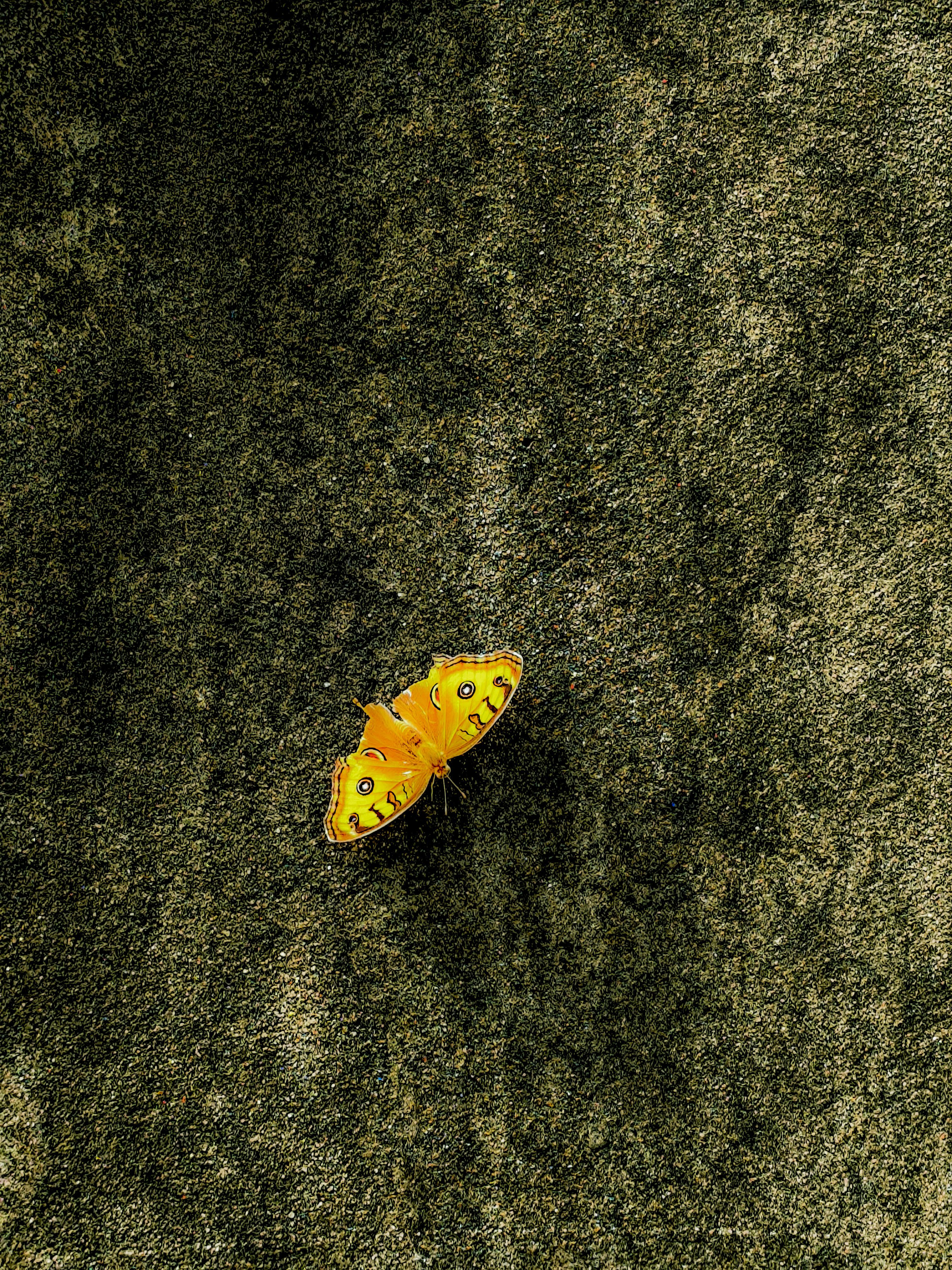 Vibrant Orange Moth on Textured Surface · Free Stock Photo