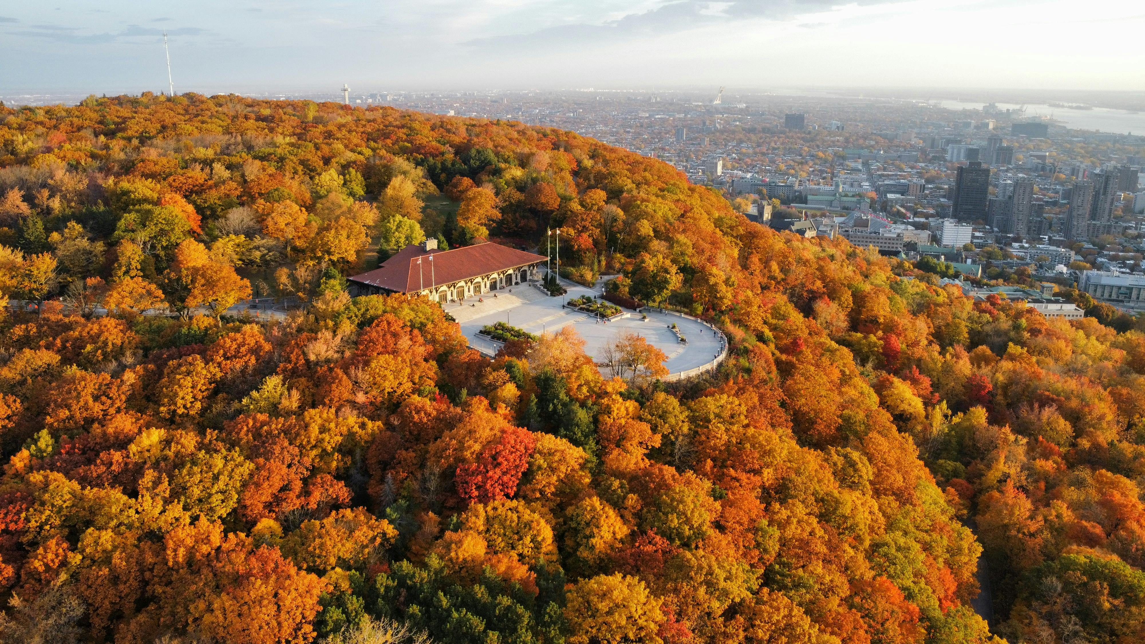 Aerial View of Mont Royal in Vibrant Autumn Colors · Free Stock Photo