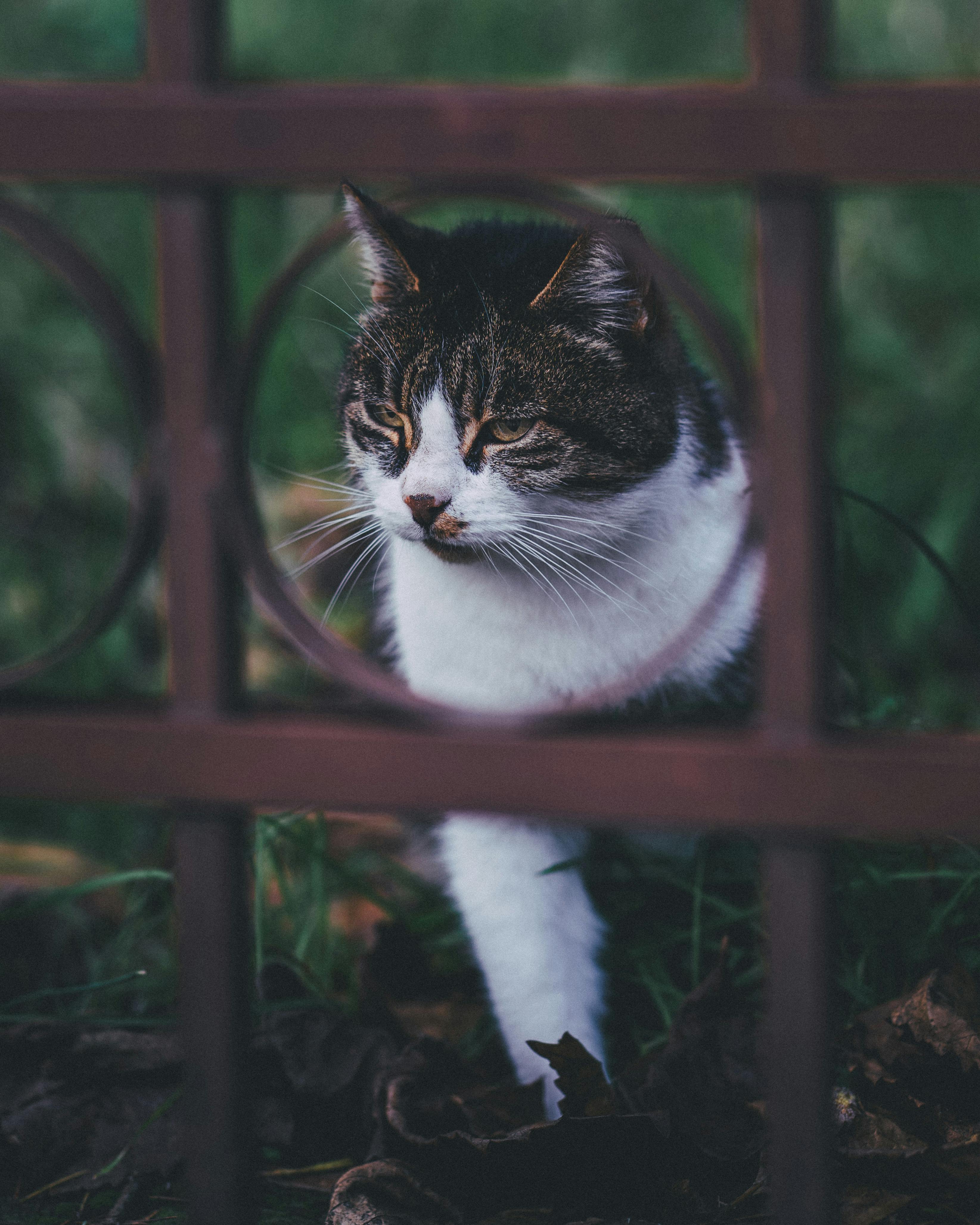 Cat Behind Fence in Garden · Free Stock Photo