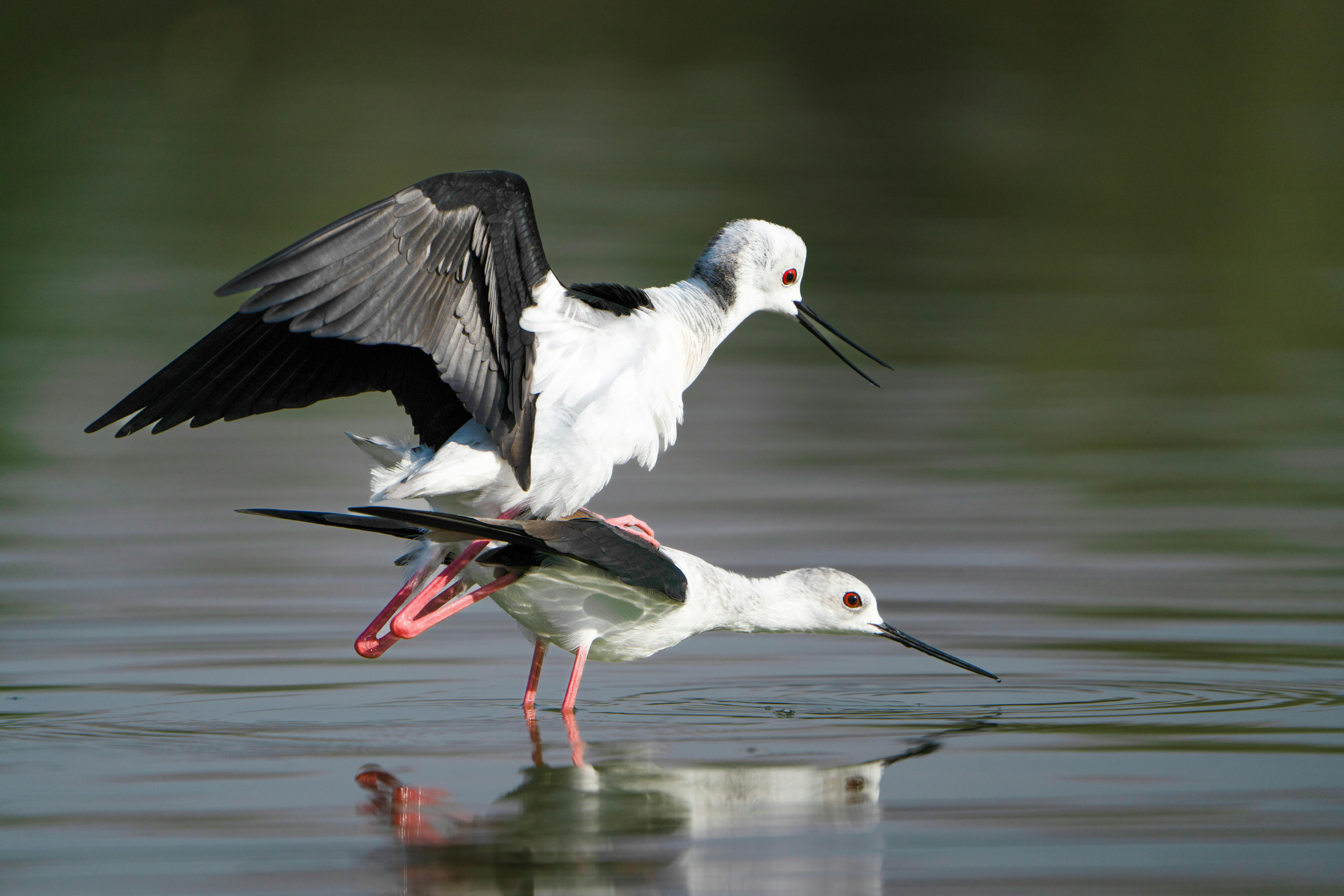 Black-winged Stilts Mating in Natural Habitat · Free Stock Photo