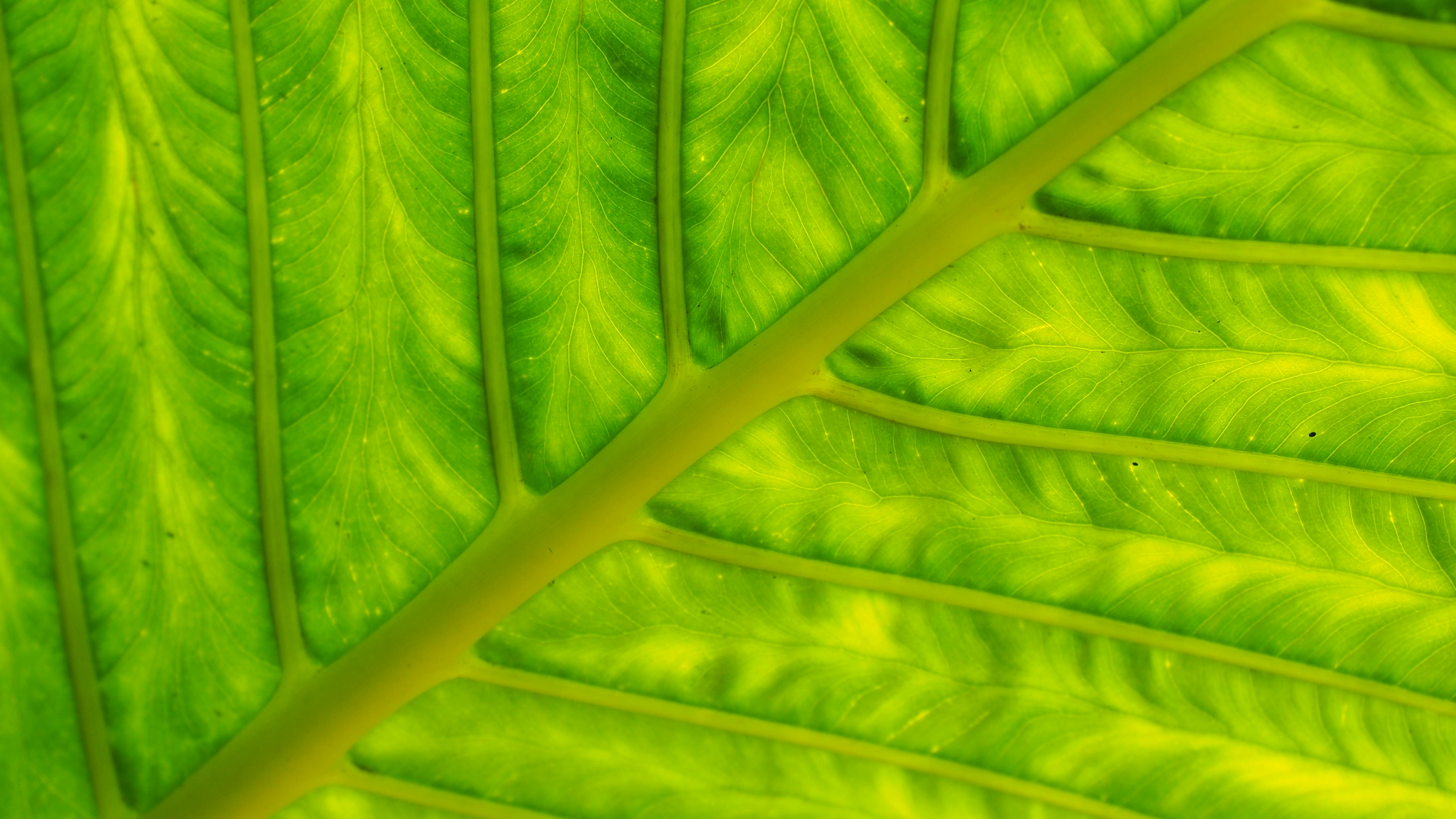 Close-Up of a Vibrant Green Leaf Veins · Free Stock Photo