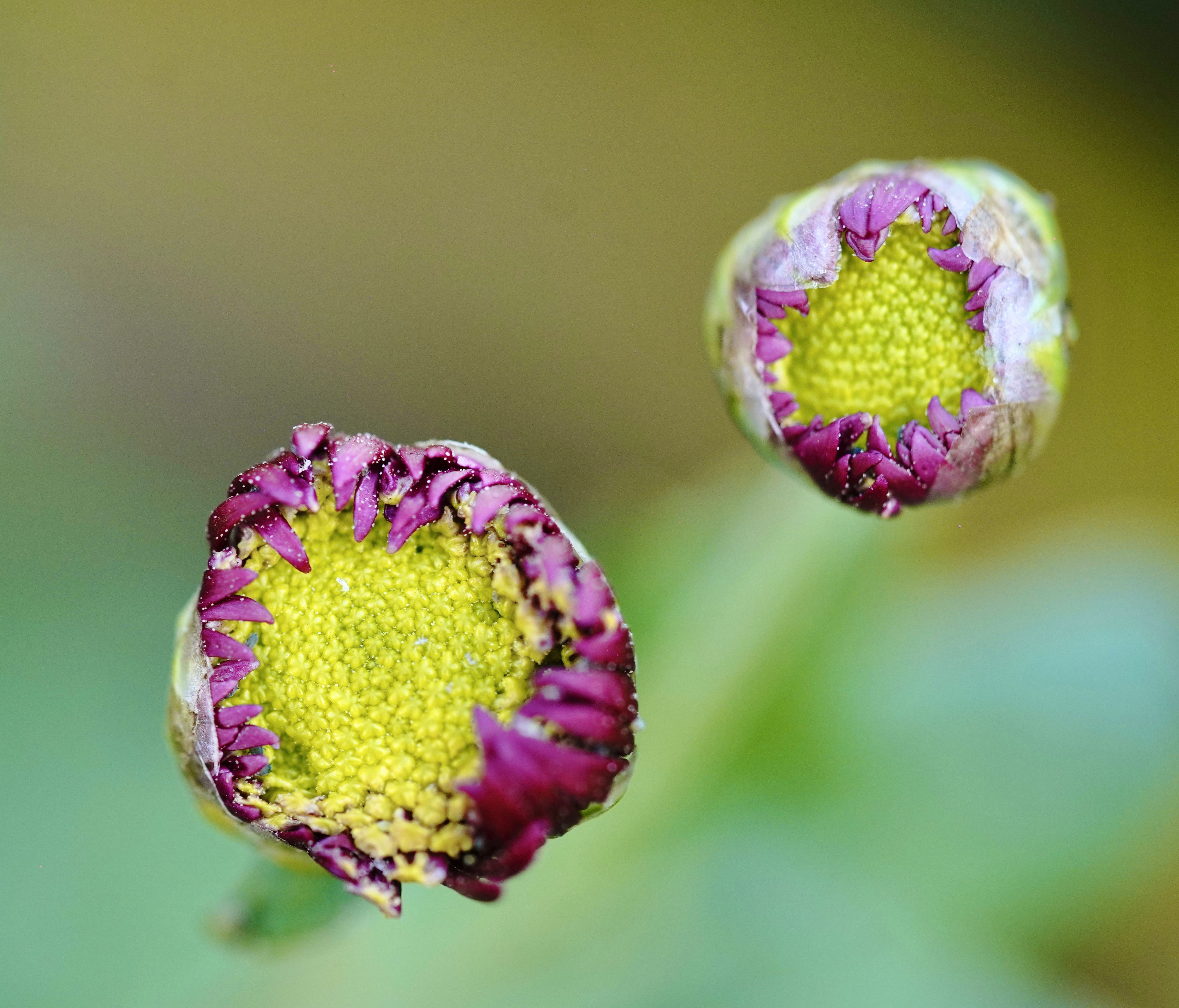 Close-up of Budding Chrysanthemum Flowers in Focus · Free Stock Photo