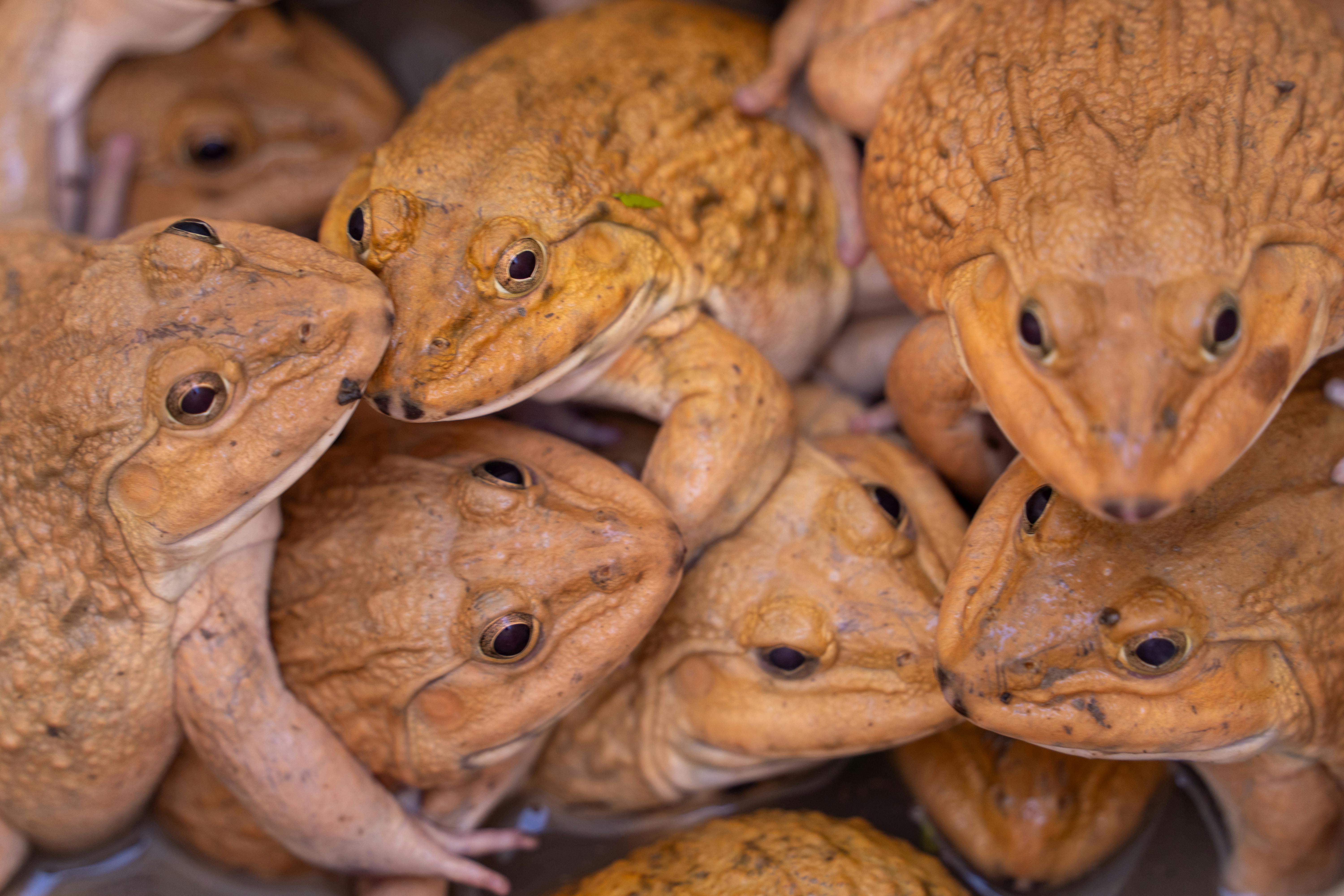 Group of Frogs in Natural Habitat, Thailand · Free Stock Photo