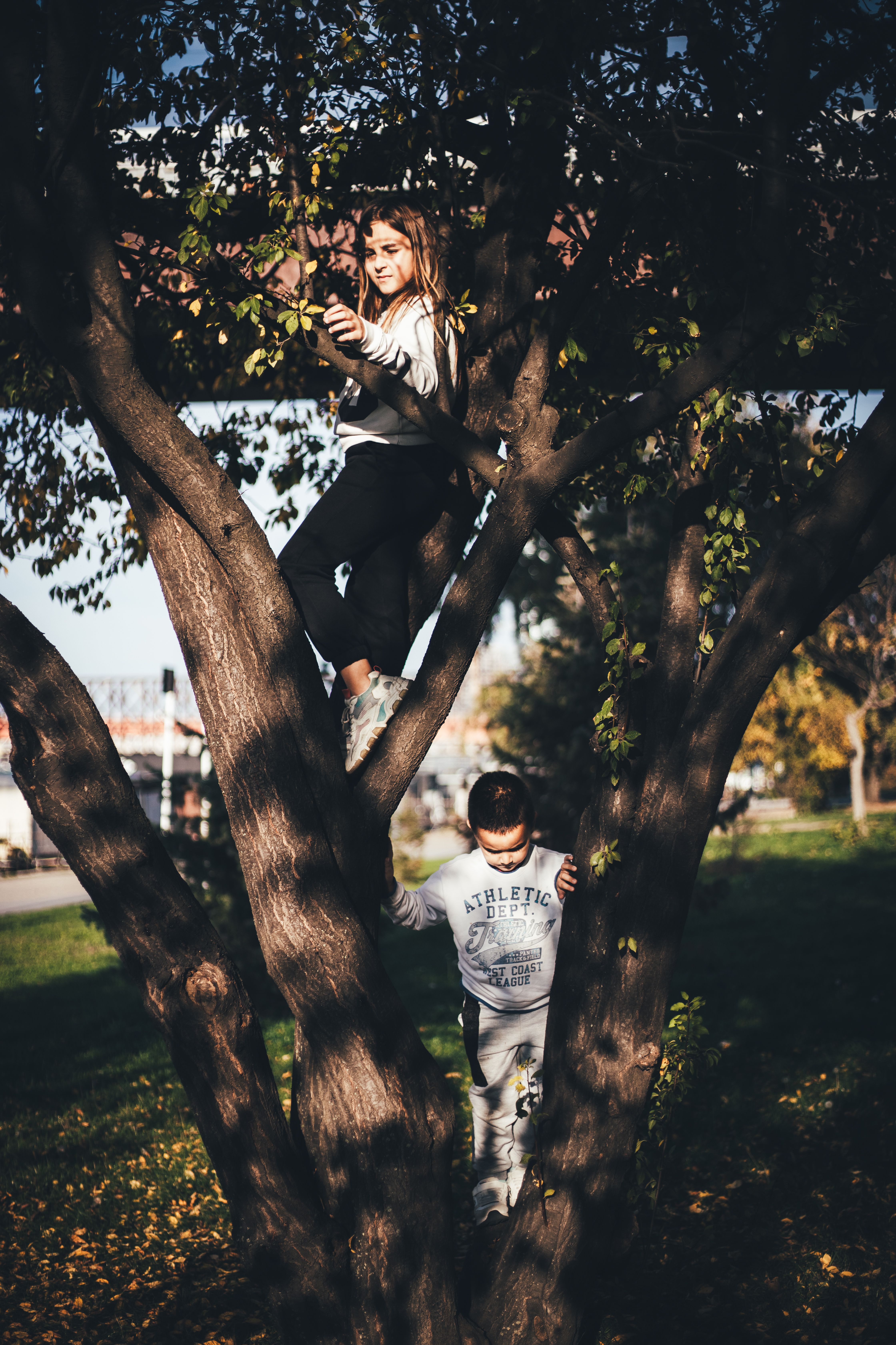 Children Climbing a Tree in Autumn Park · Free Stock Photo