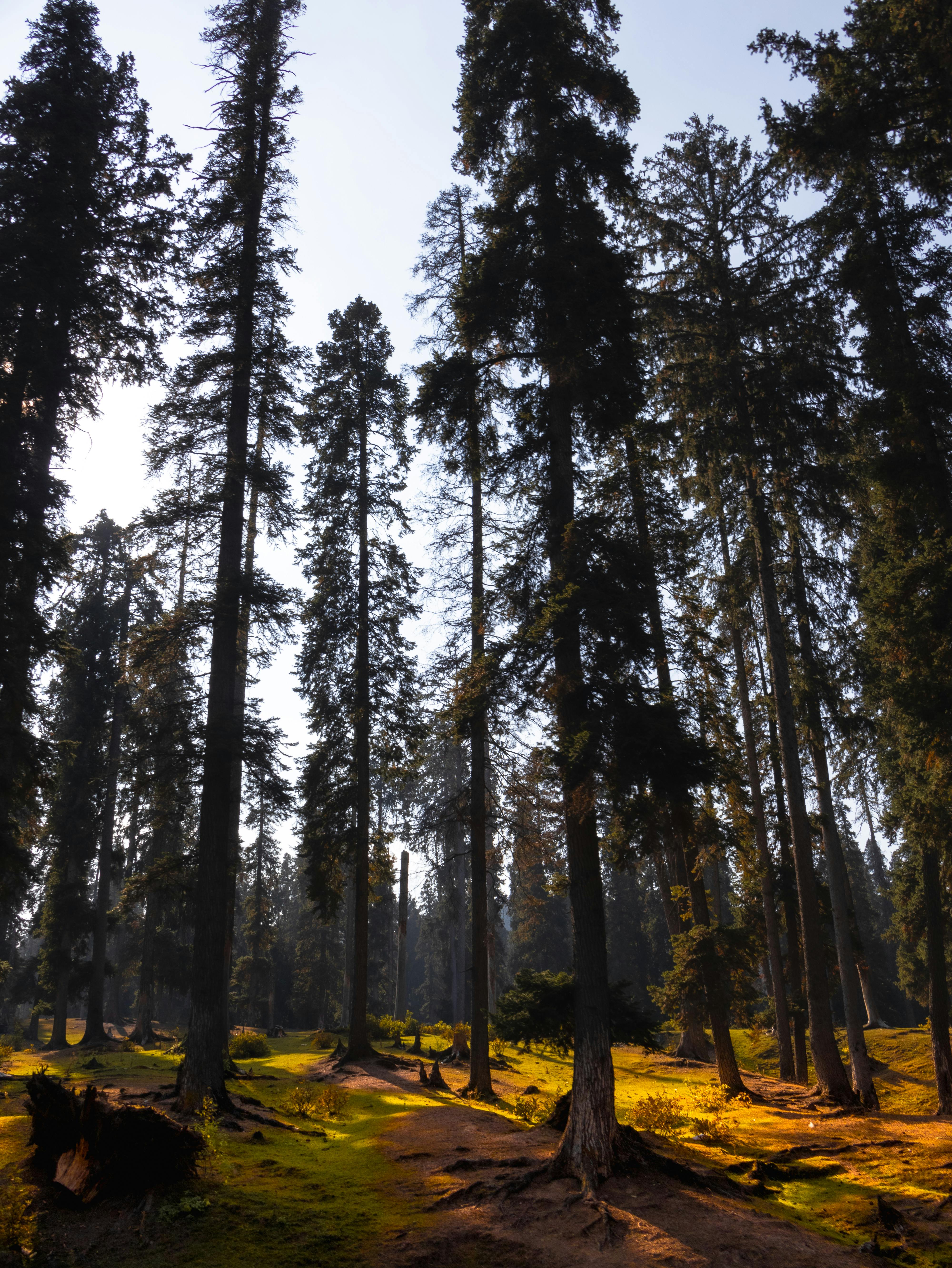 Majestic Deodar Forest in Kashmir's Arigam · Free Stock Photo