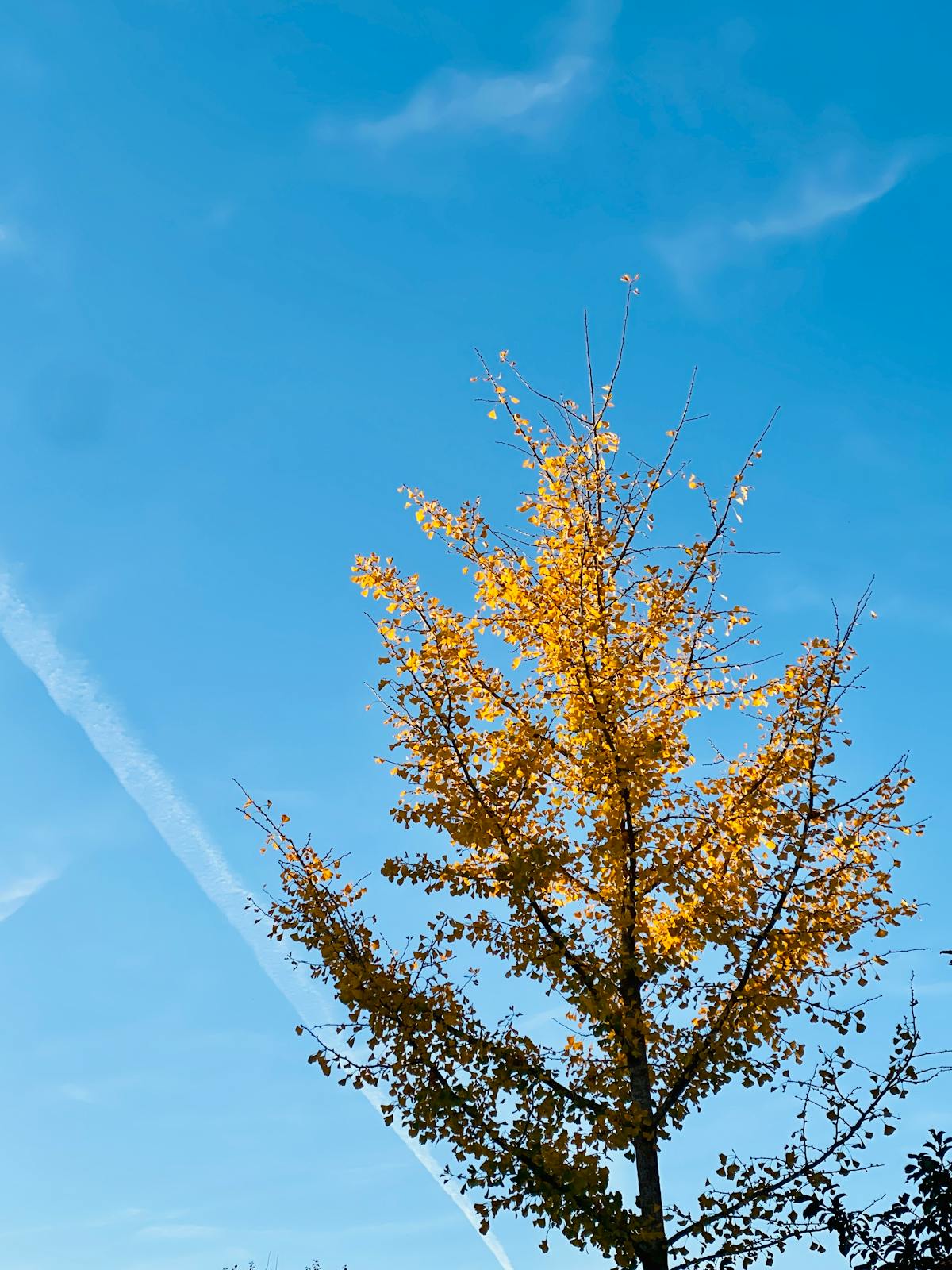 Beautiful Gingko Tree Photos, Download The BEST Free Beautiful Gingko ...