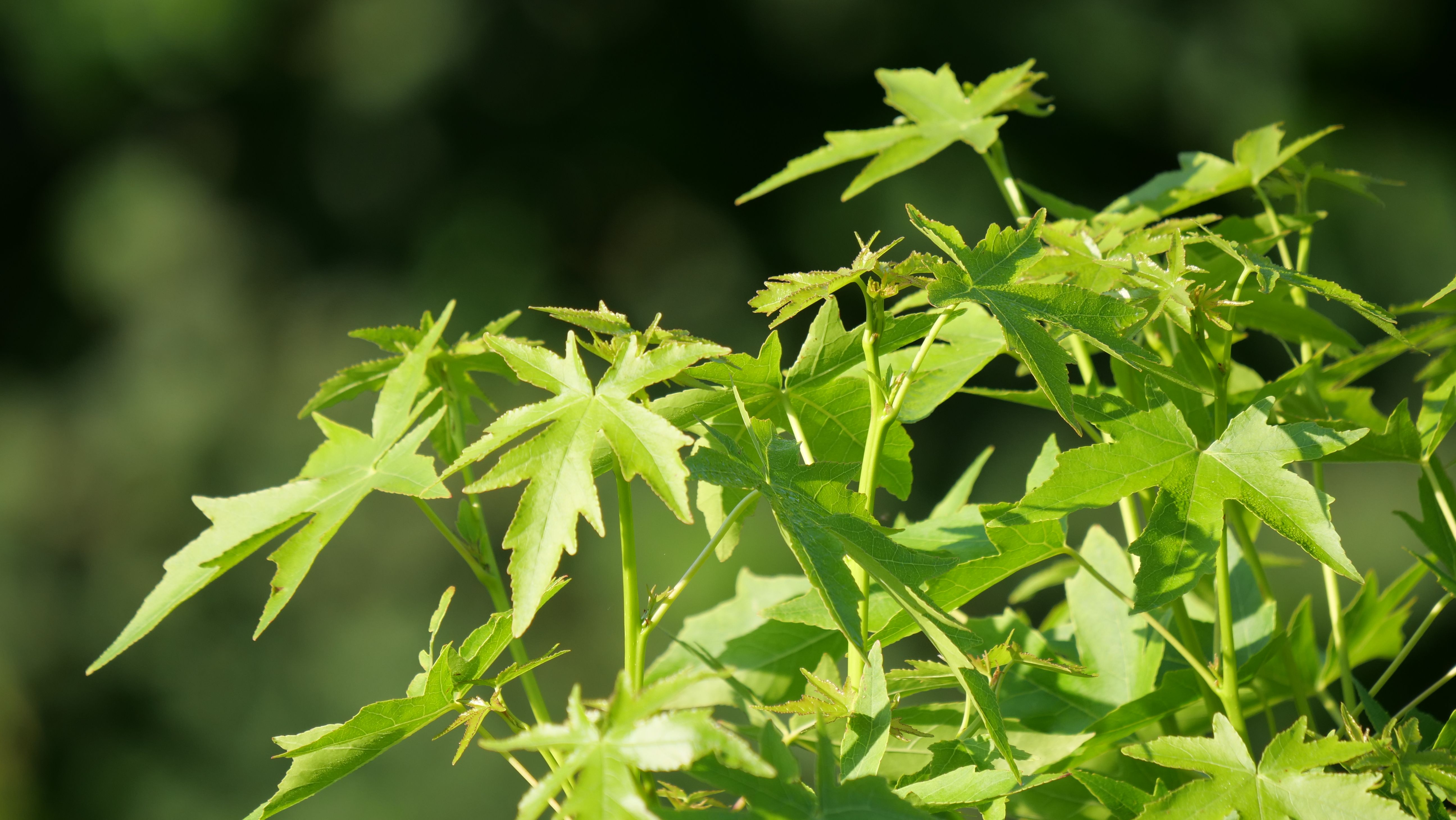Close-Up of Vibrant Green Maple Leaves Outdoors · Free Stock Photo