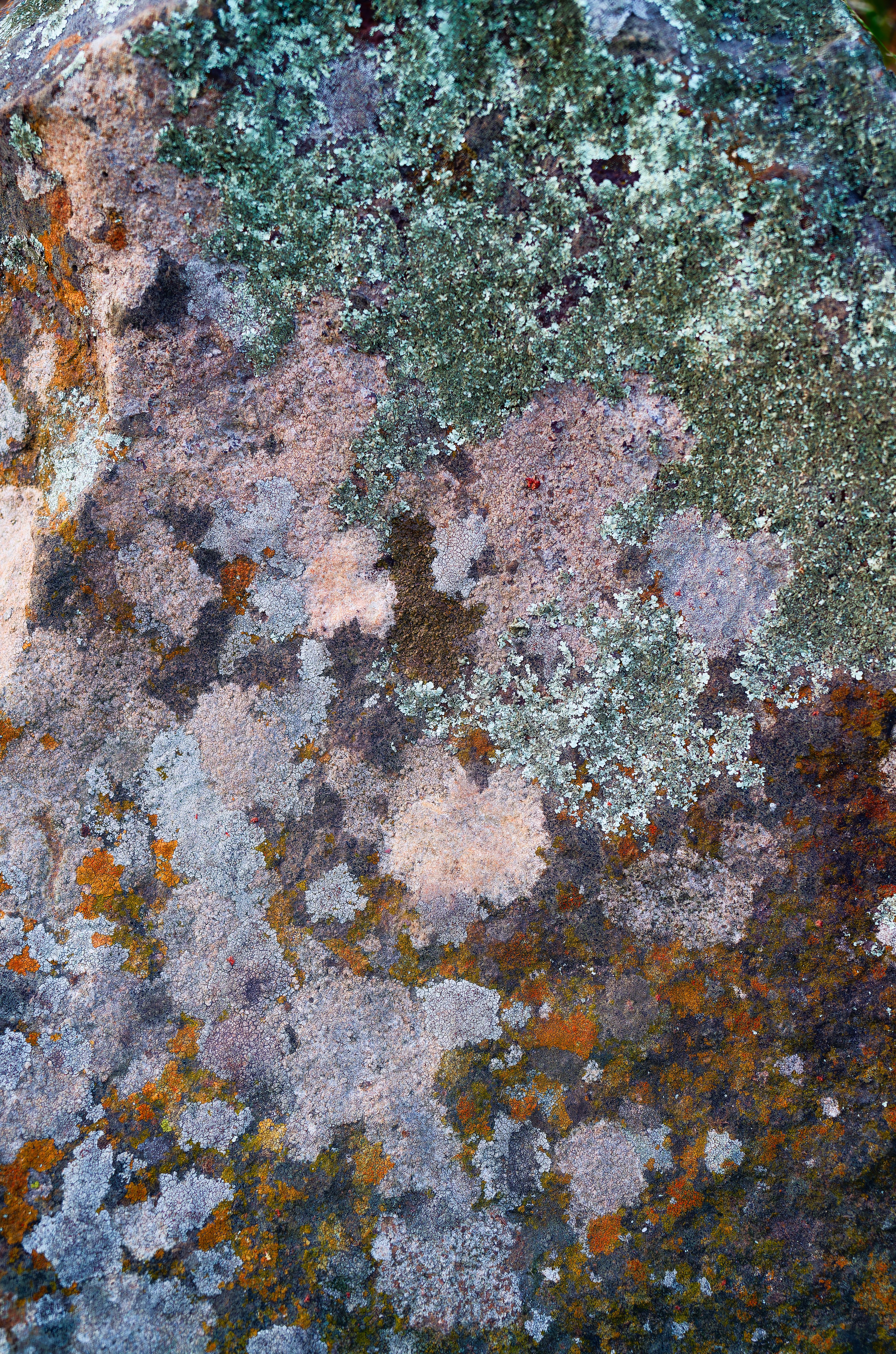 Lichen Biodiversity Photos, Download The BEST Free Lichen Biodiversity ...