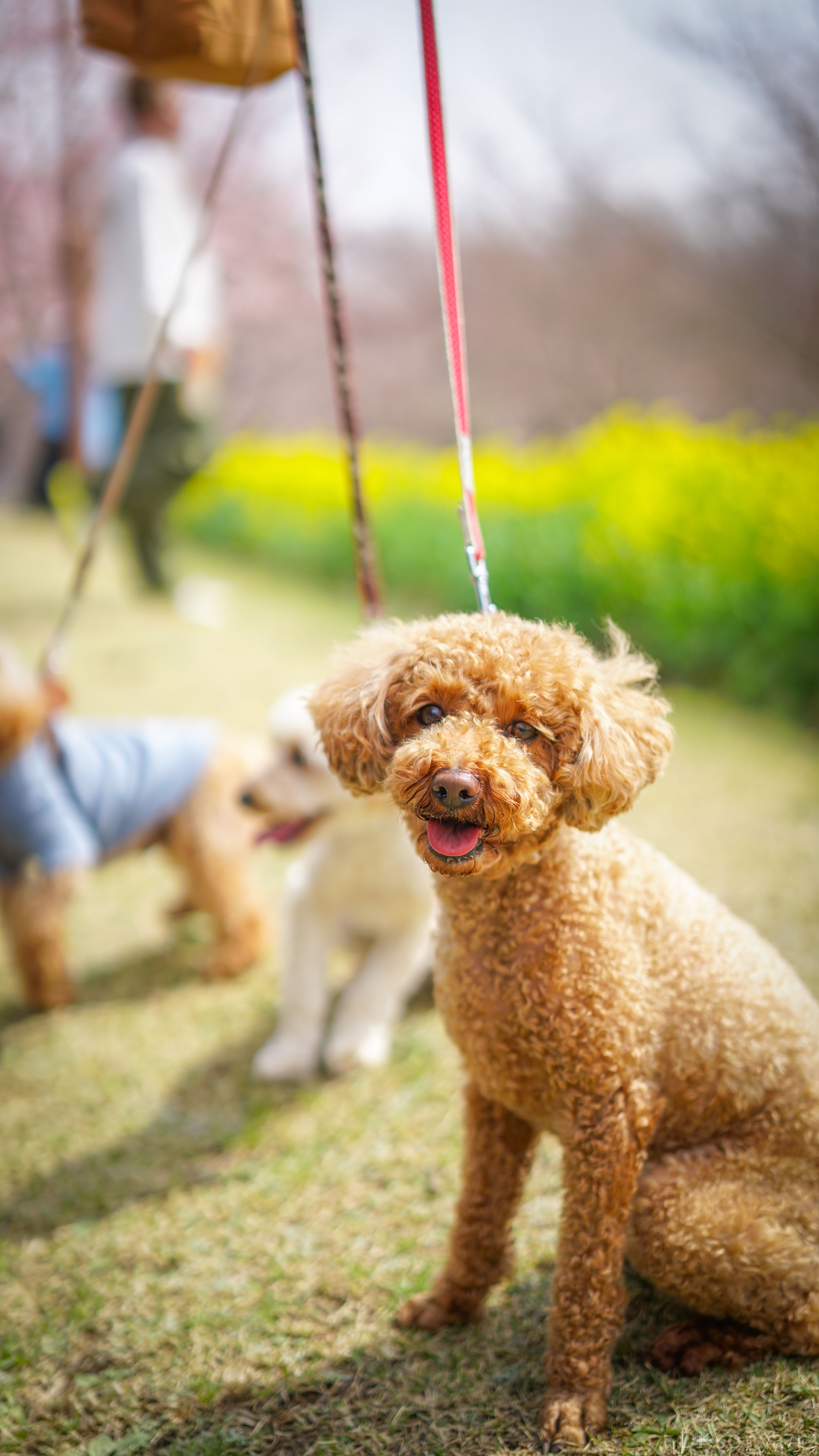 Playful Poodle in Blooming Japanese Garden · Free Stock Photo