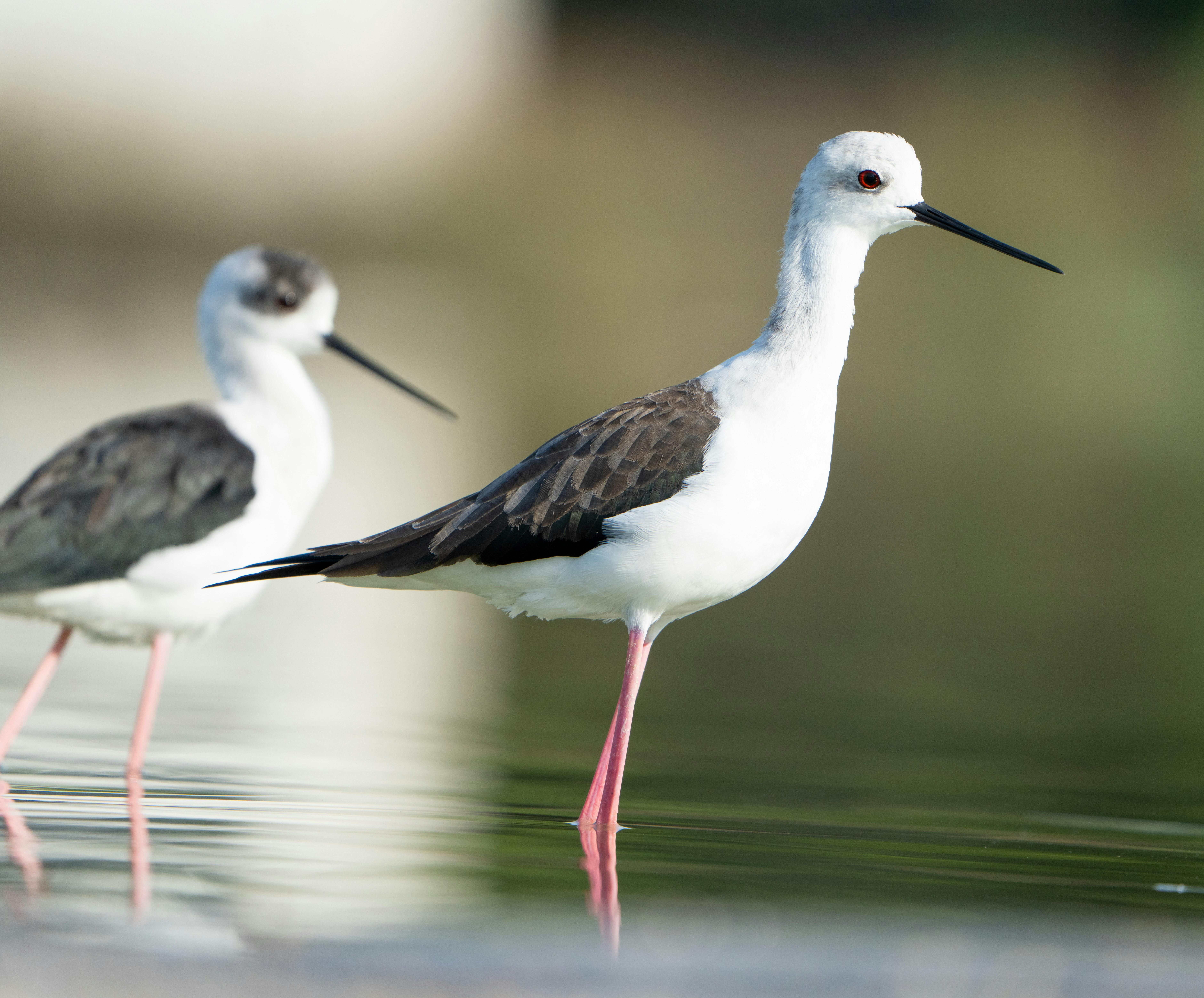 Elegant Black-Winged Stilts in Natural Habitat · Free Stock Photo