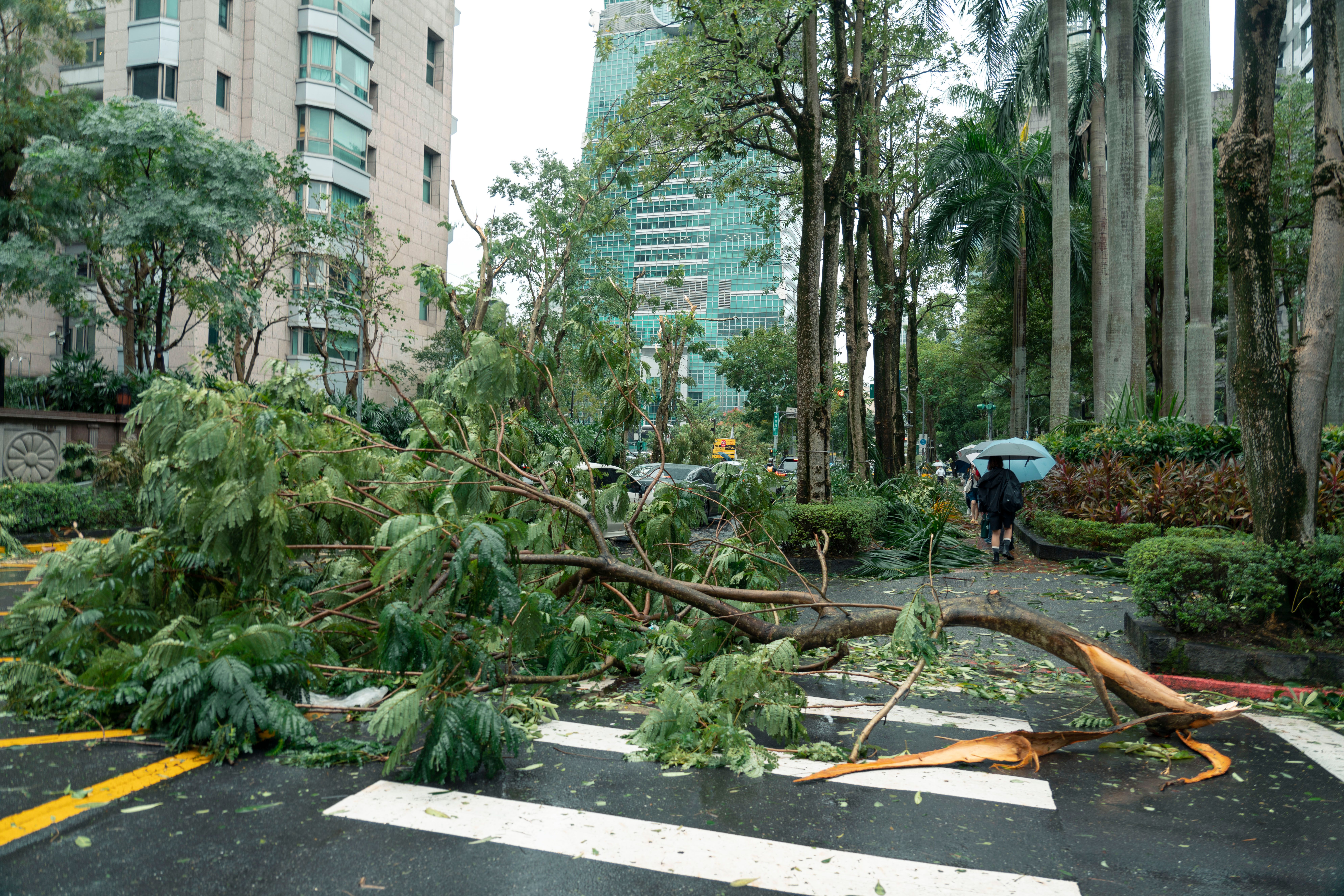 Typhoon Aftermath in Taipei with Uprooted Trees · Free Stock Photo